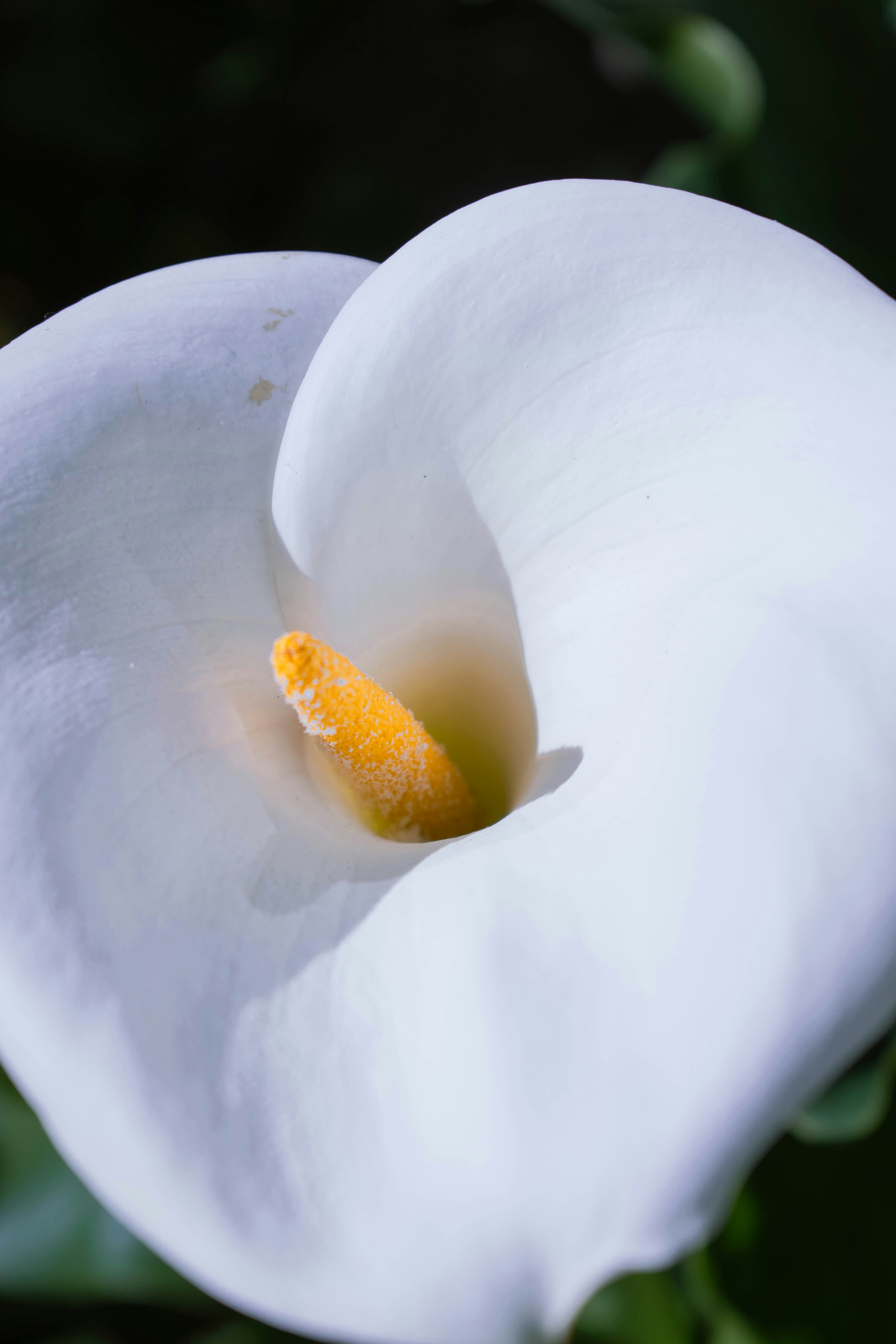 Pure White Bloom: Close-Up of an Enclosed Calla Lily