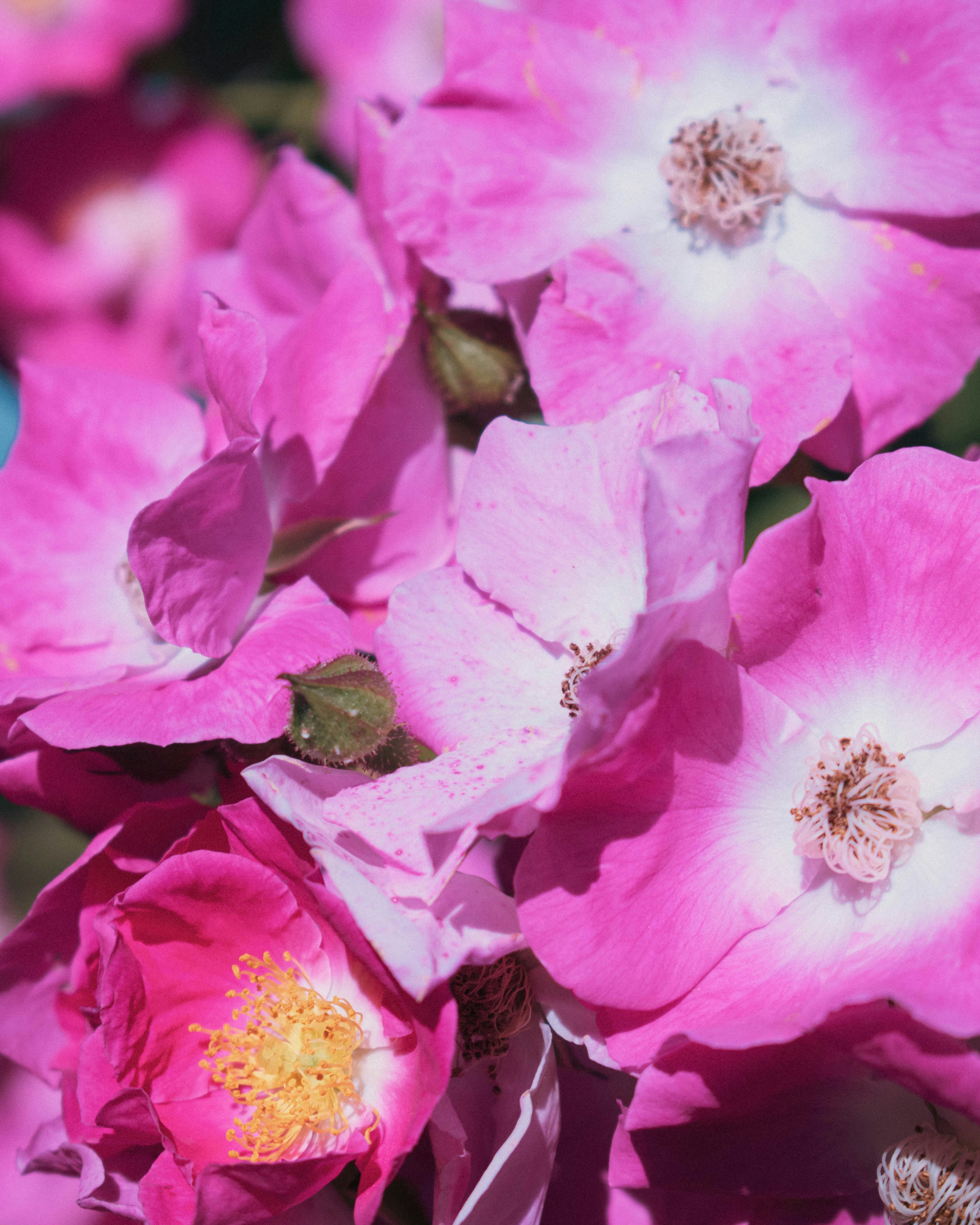 Vivid Pink Petal Collision: A Burst of Bloom