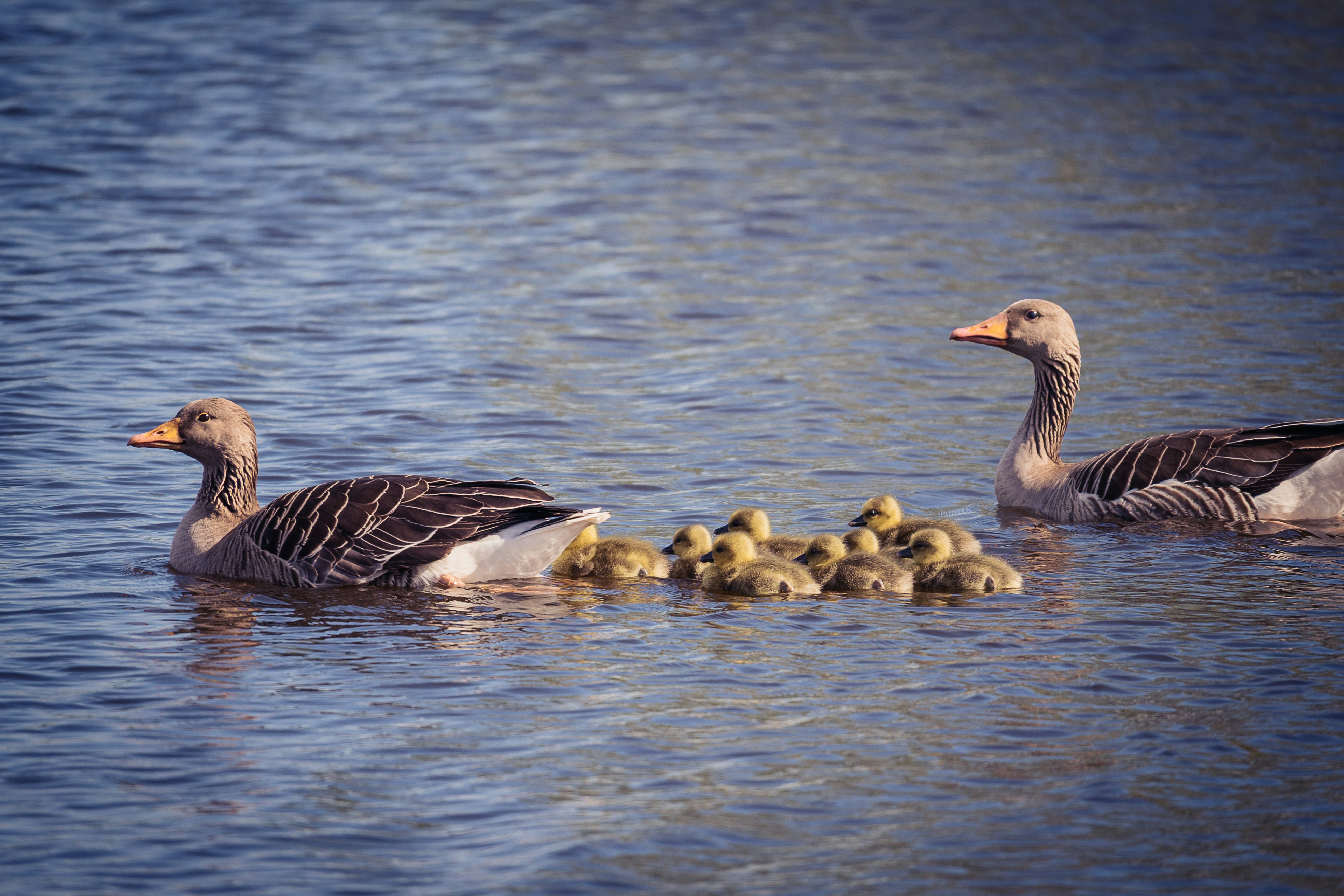 Two geese and their goslings swim together in the water.