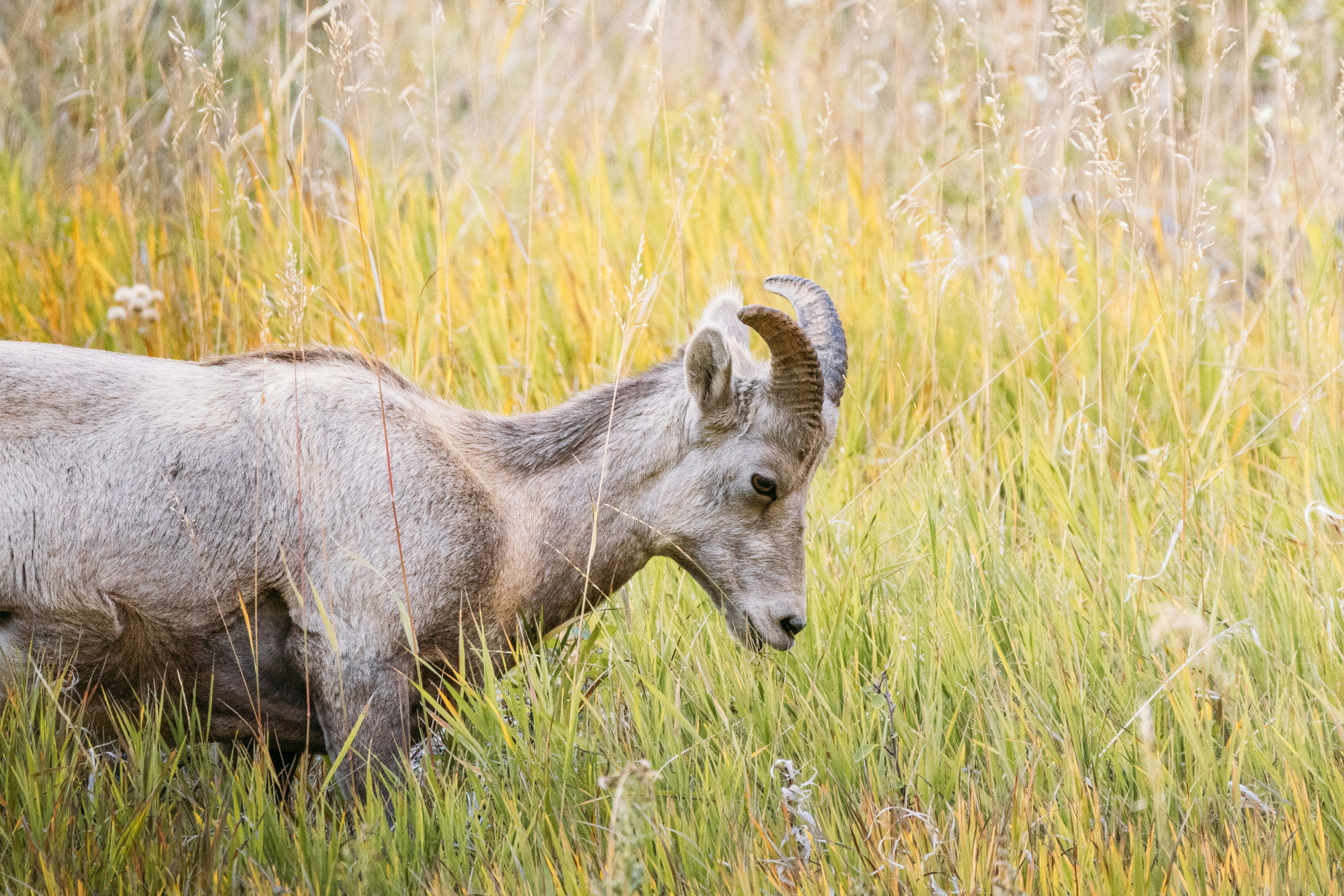 A bighorn sheep with horns in golden grass.