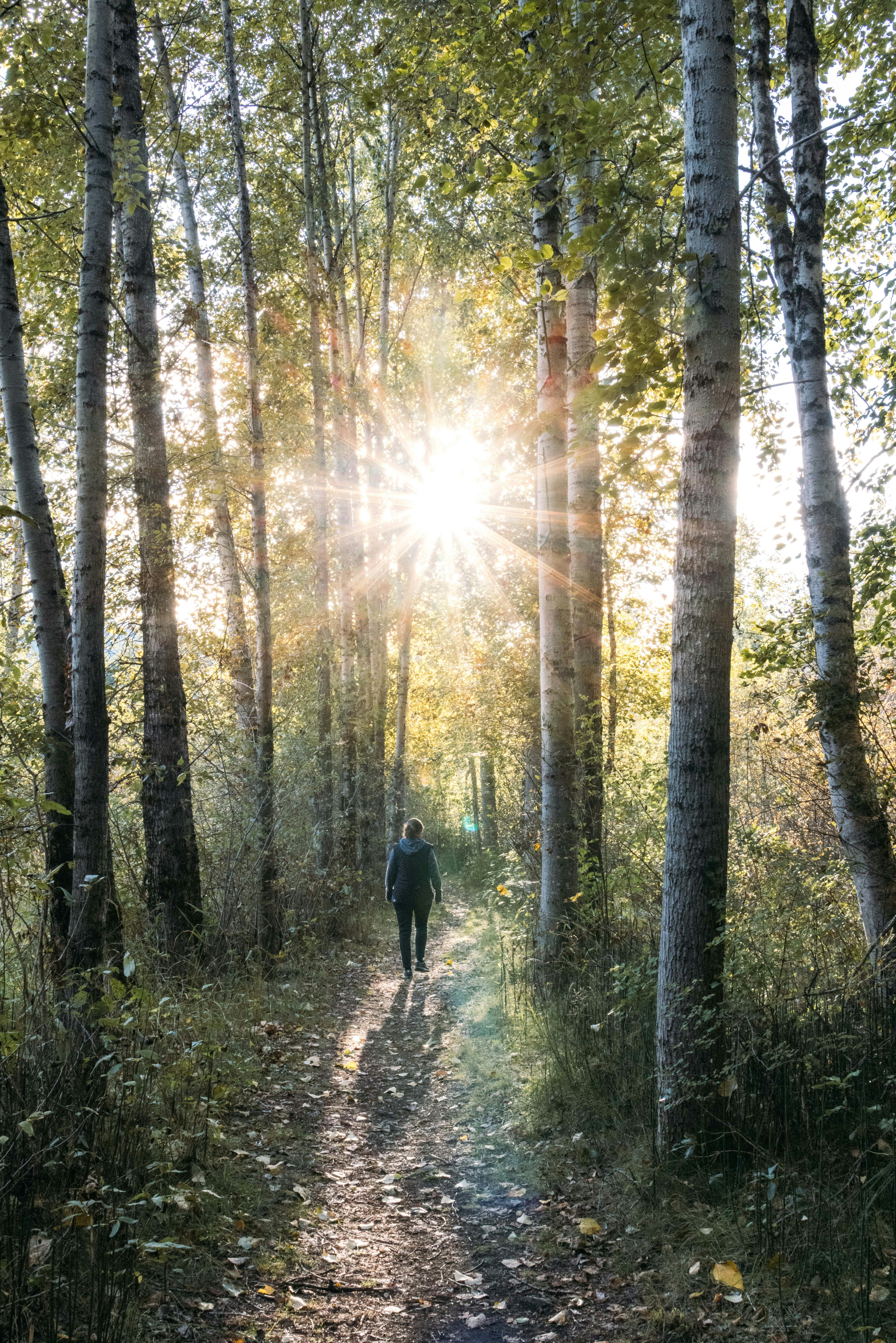 Sunlit Path: A Solo Traveler Through the Birch Corridor