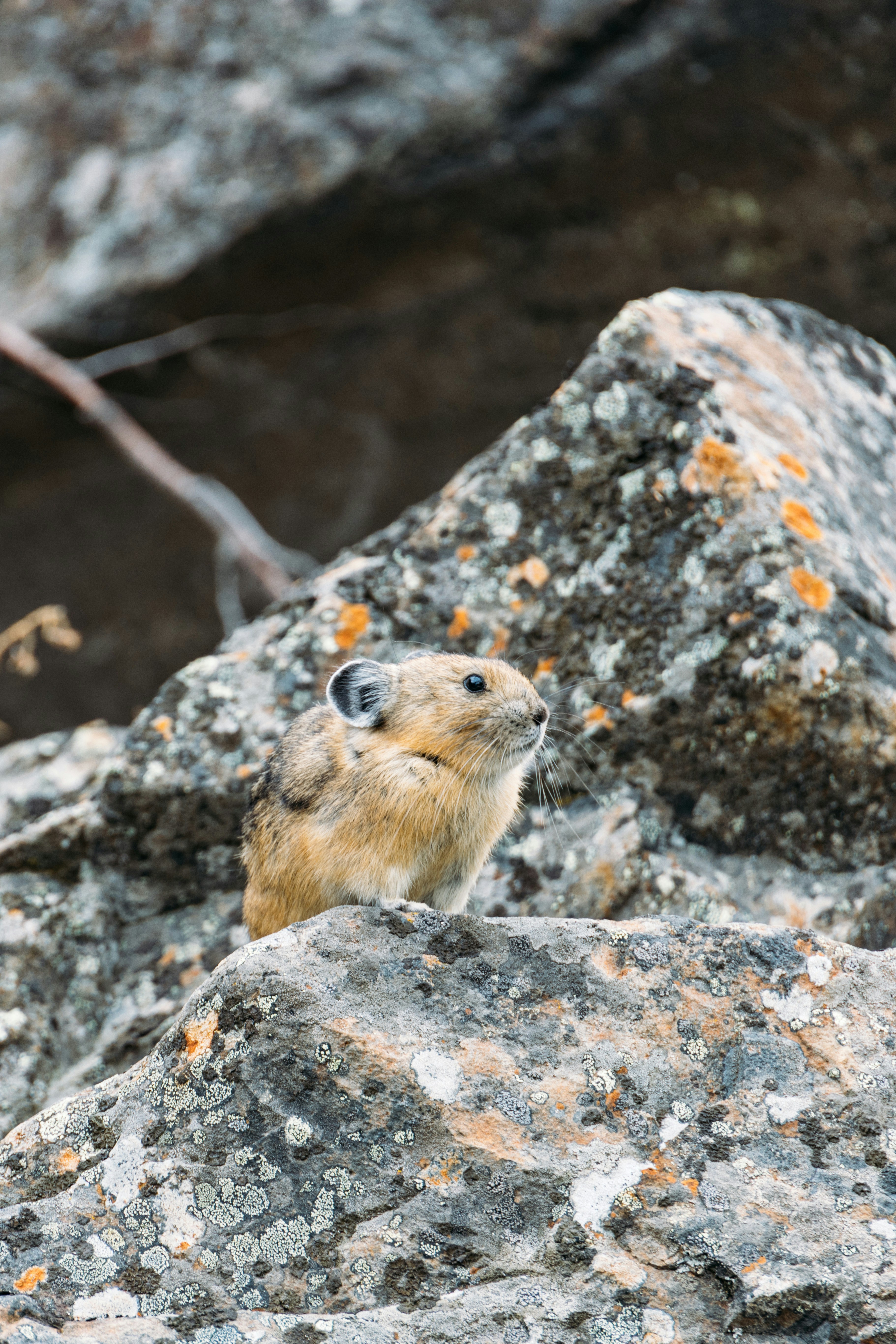 Soft-cliff Watch: A Prarie Pika Perched Among Weathered Rocks
