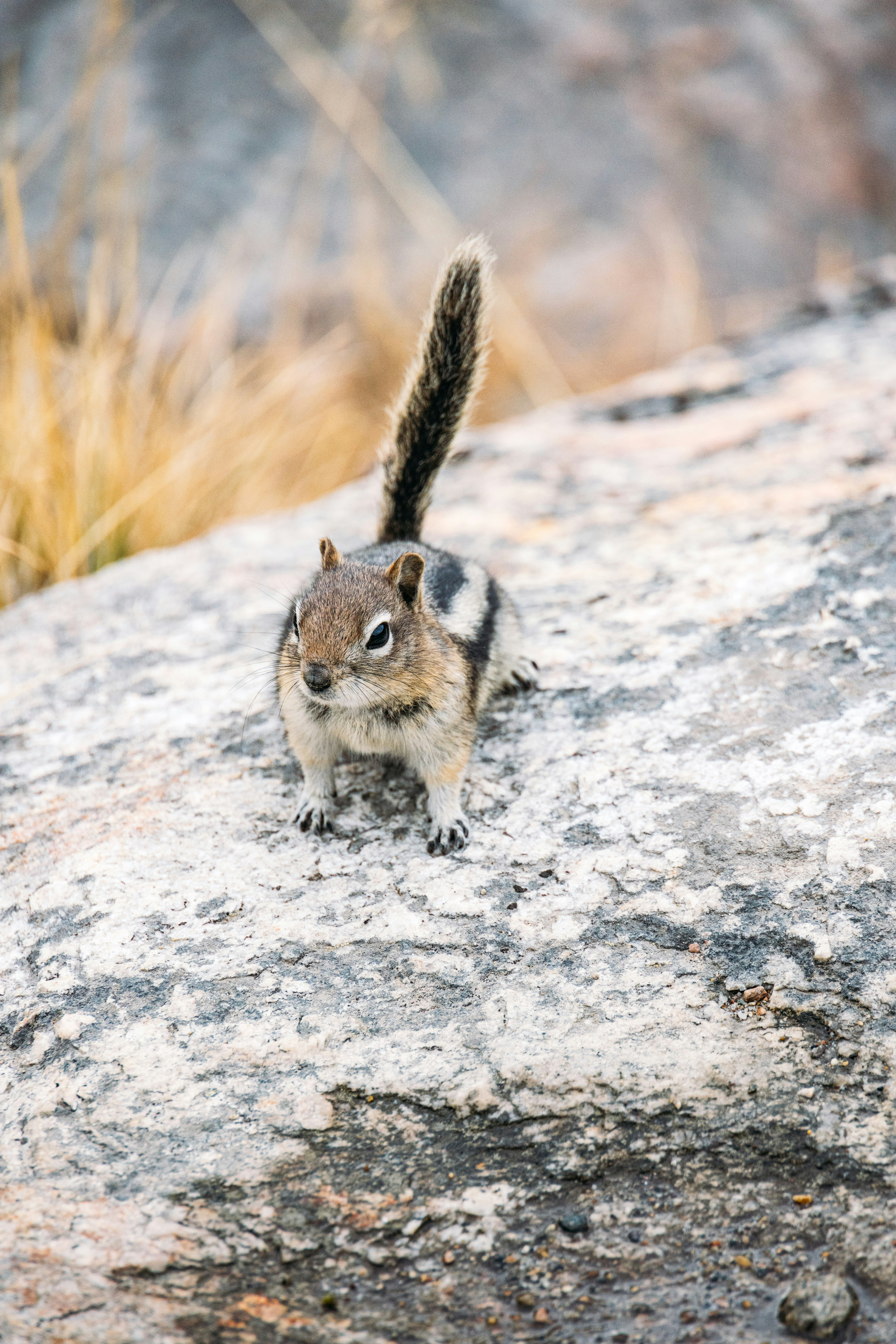 Tiny Quirk on the Granite Stage