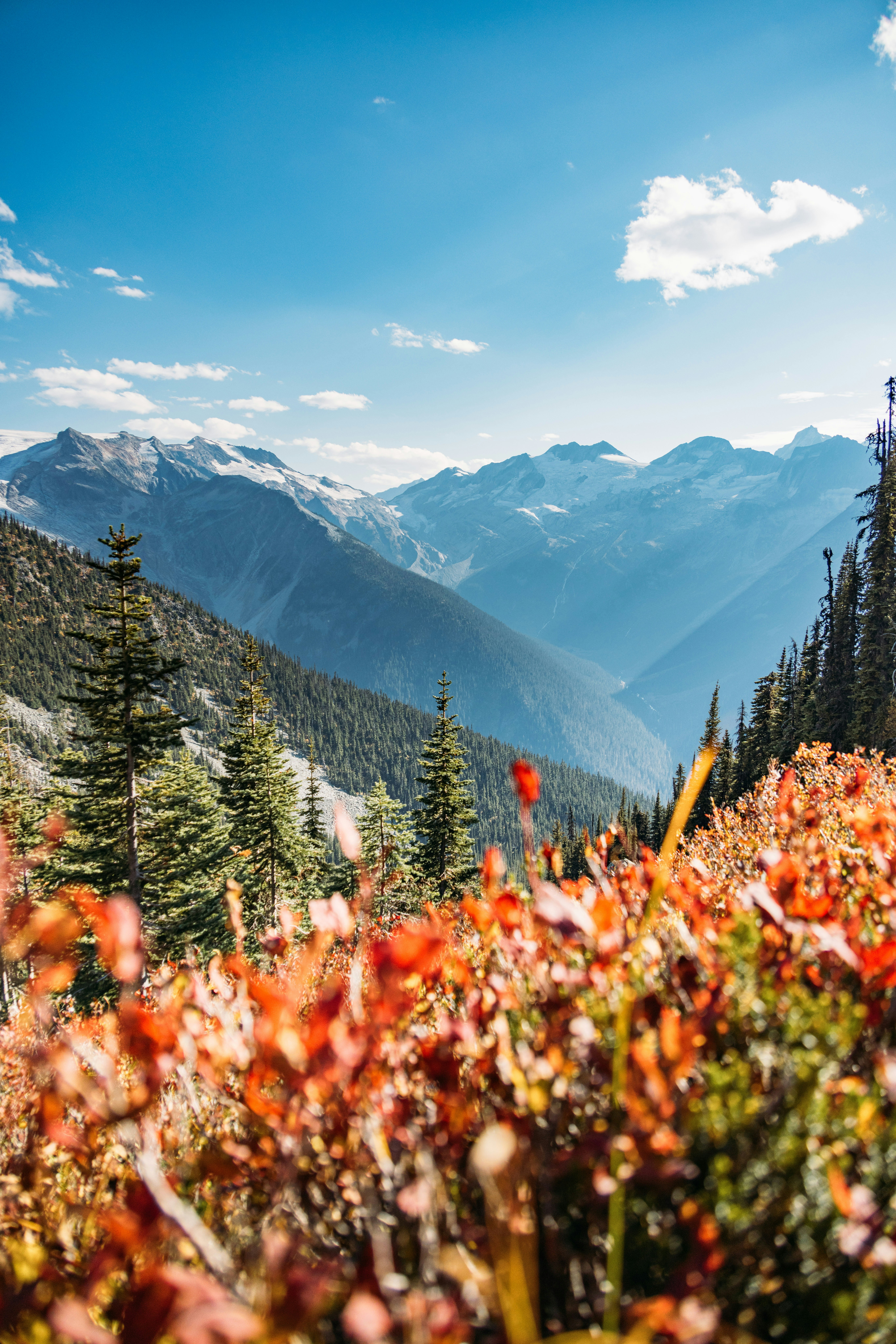 Autumnal Alpine Crest Boughs with Distant Snowcaps