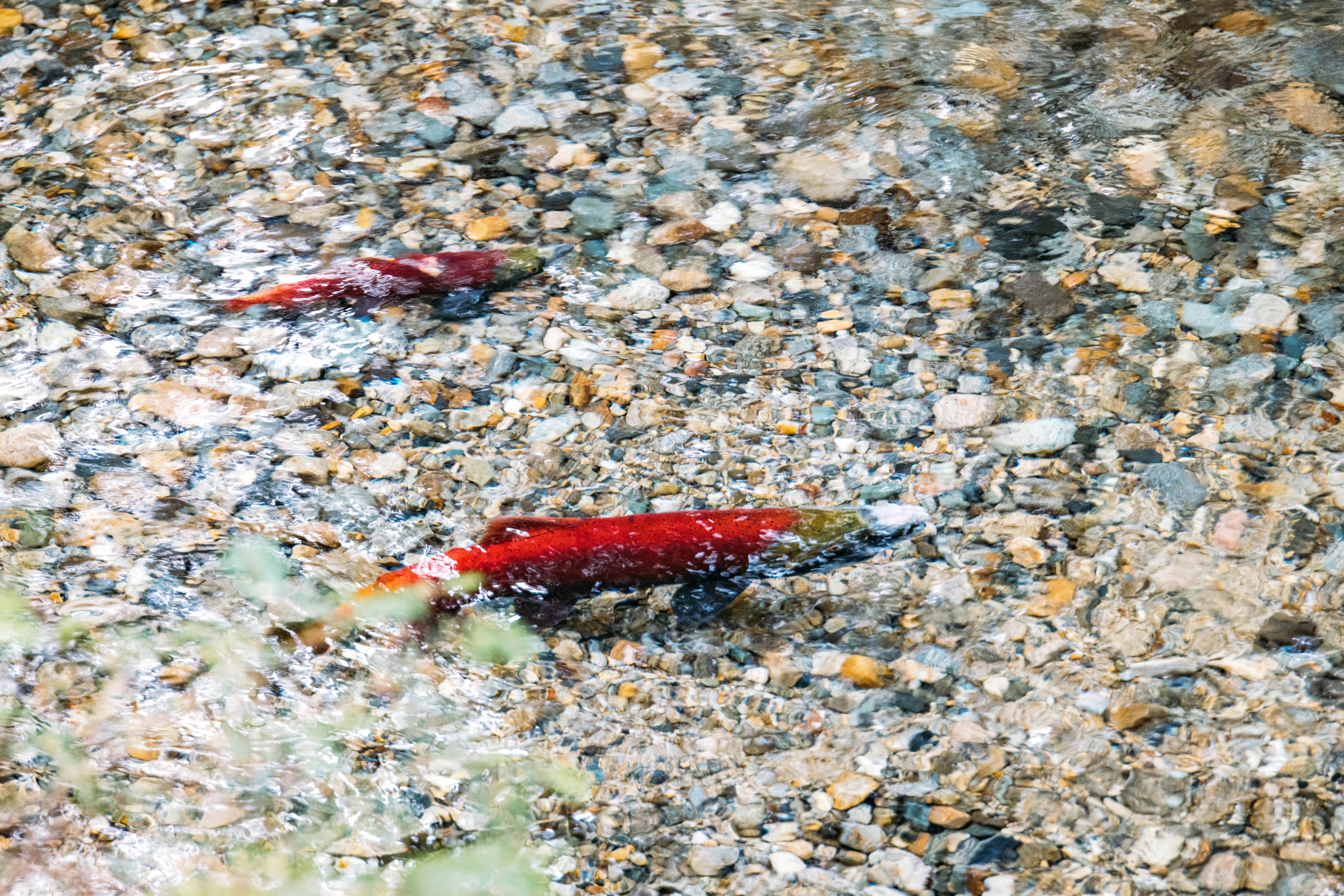 Crimson Leaf Fragments Resting on Pebble Bed