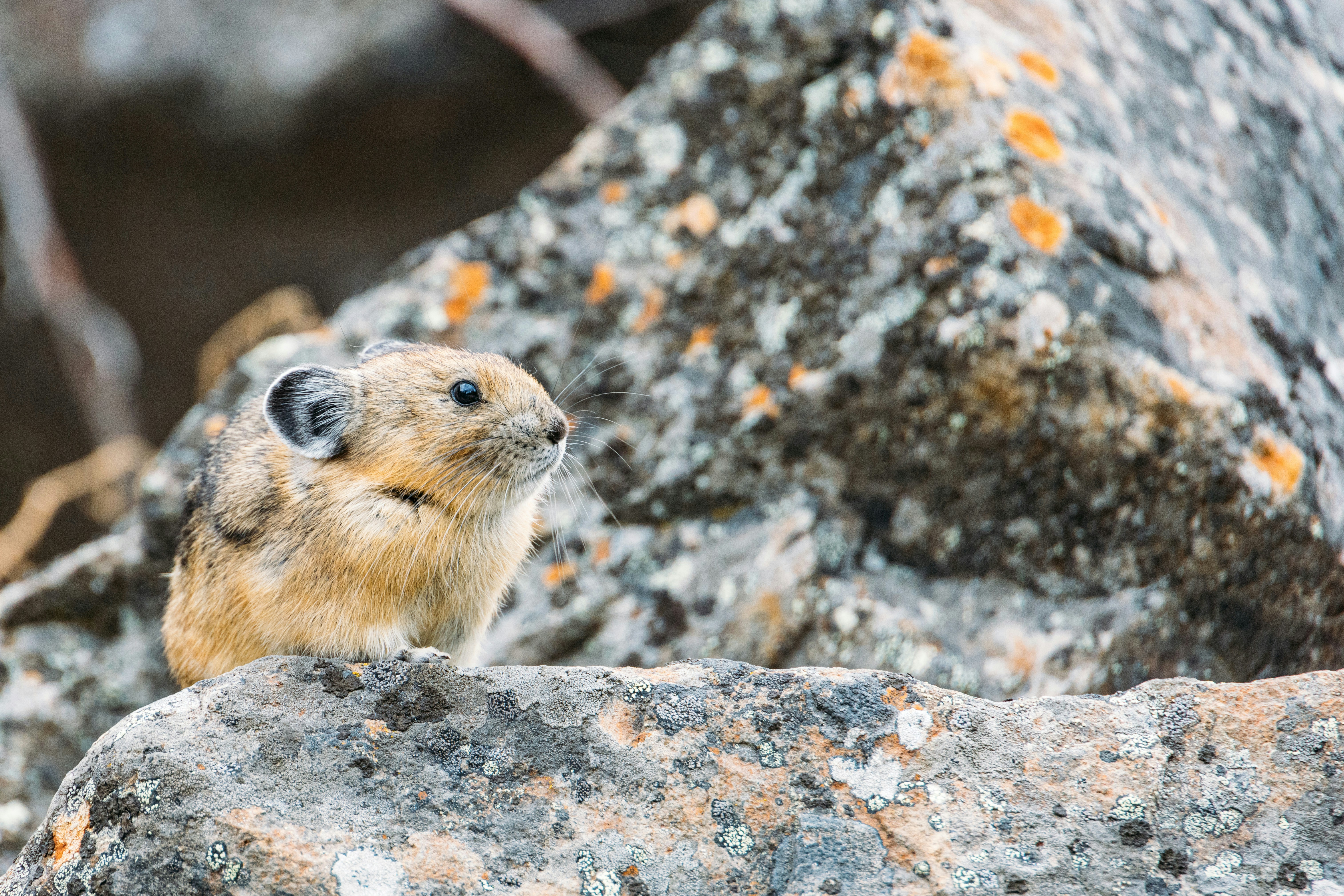 Rockbound Rodent: A Moment on the Pebble Shelf