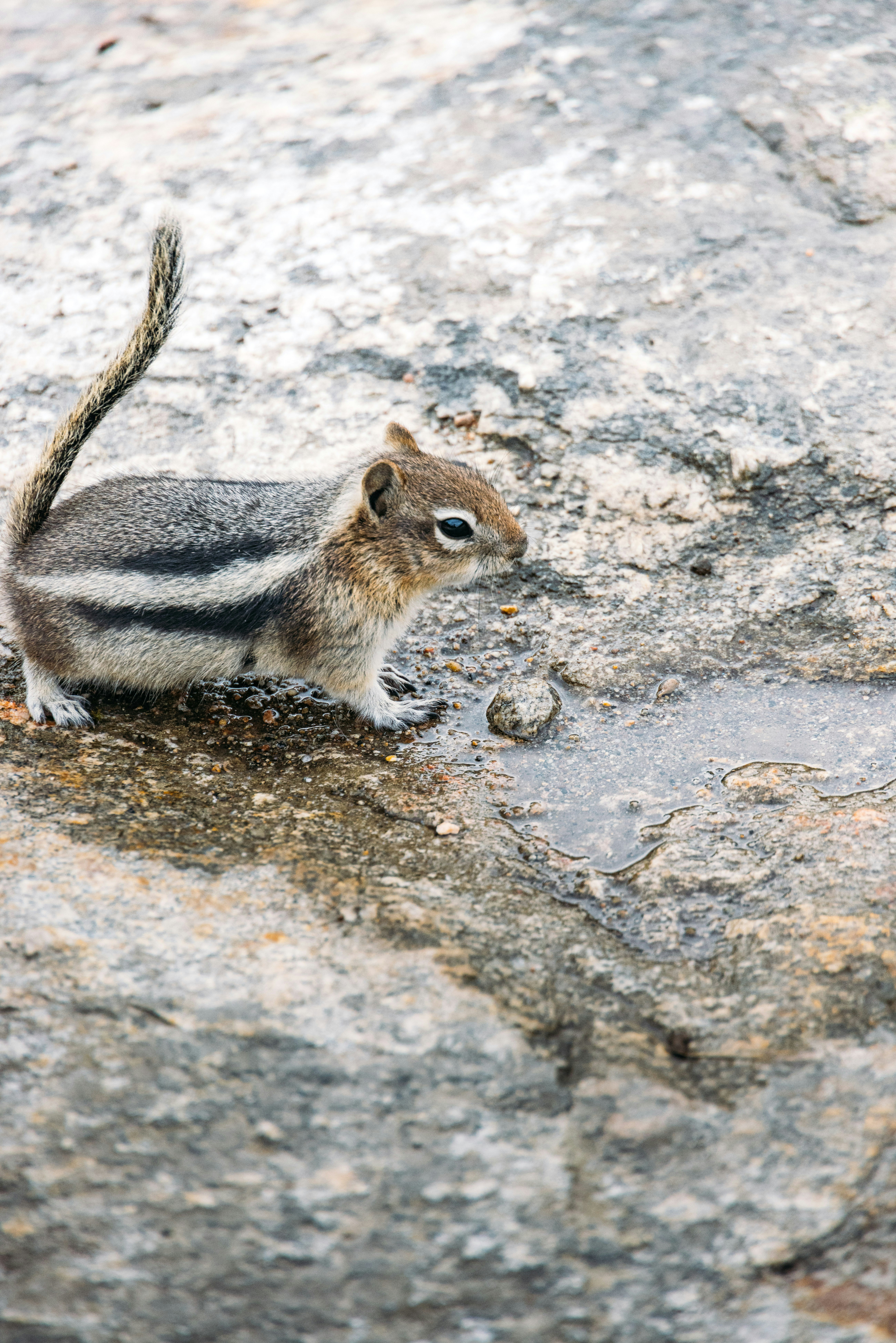 Chipmunk on a Weathered Rock: Face in Focus Across the Ridge