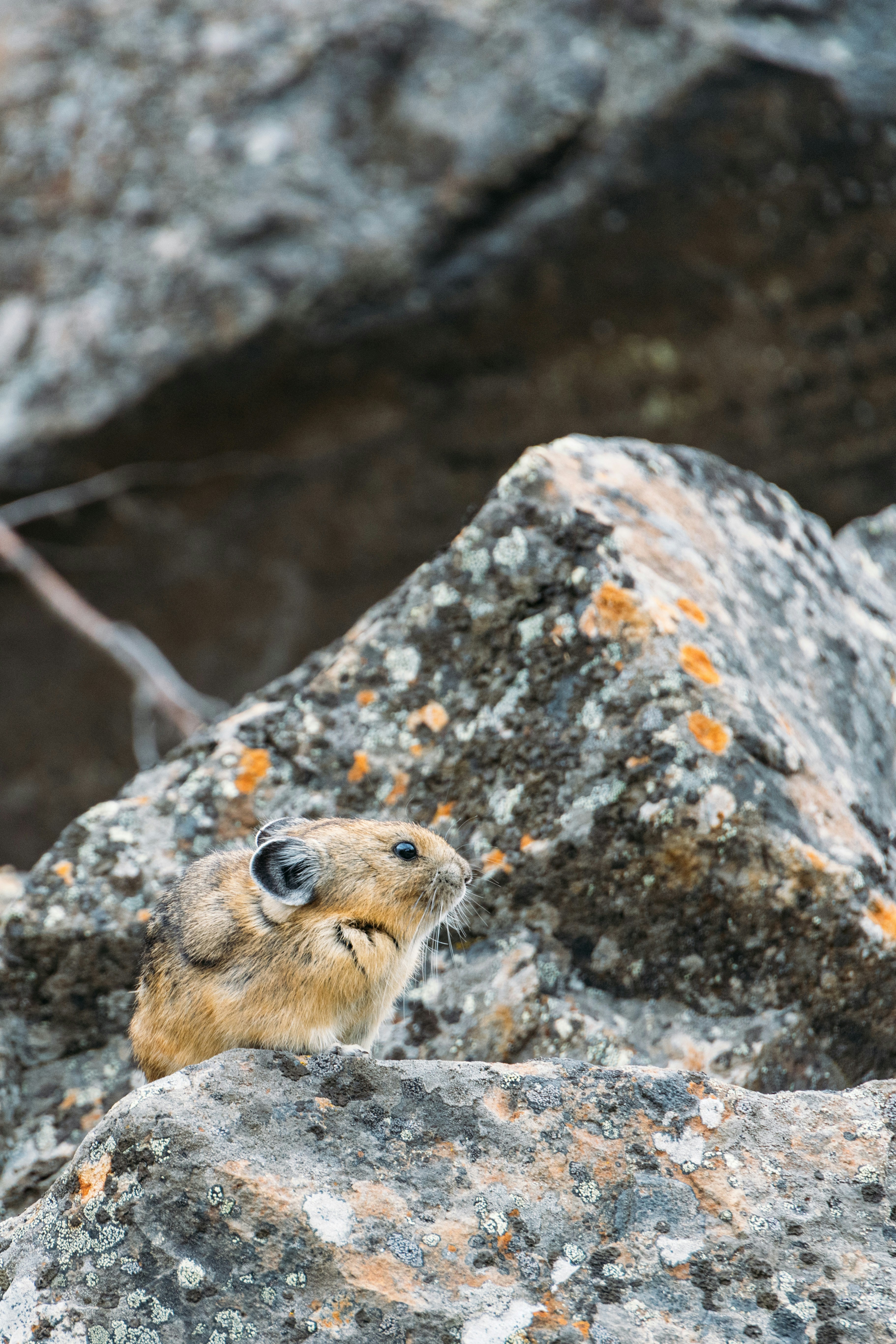 Rocky Outcrop Wanderer: A Pika Peering from the Lichen-Kissed Crags
