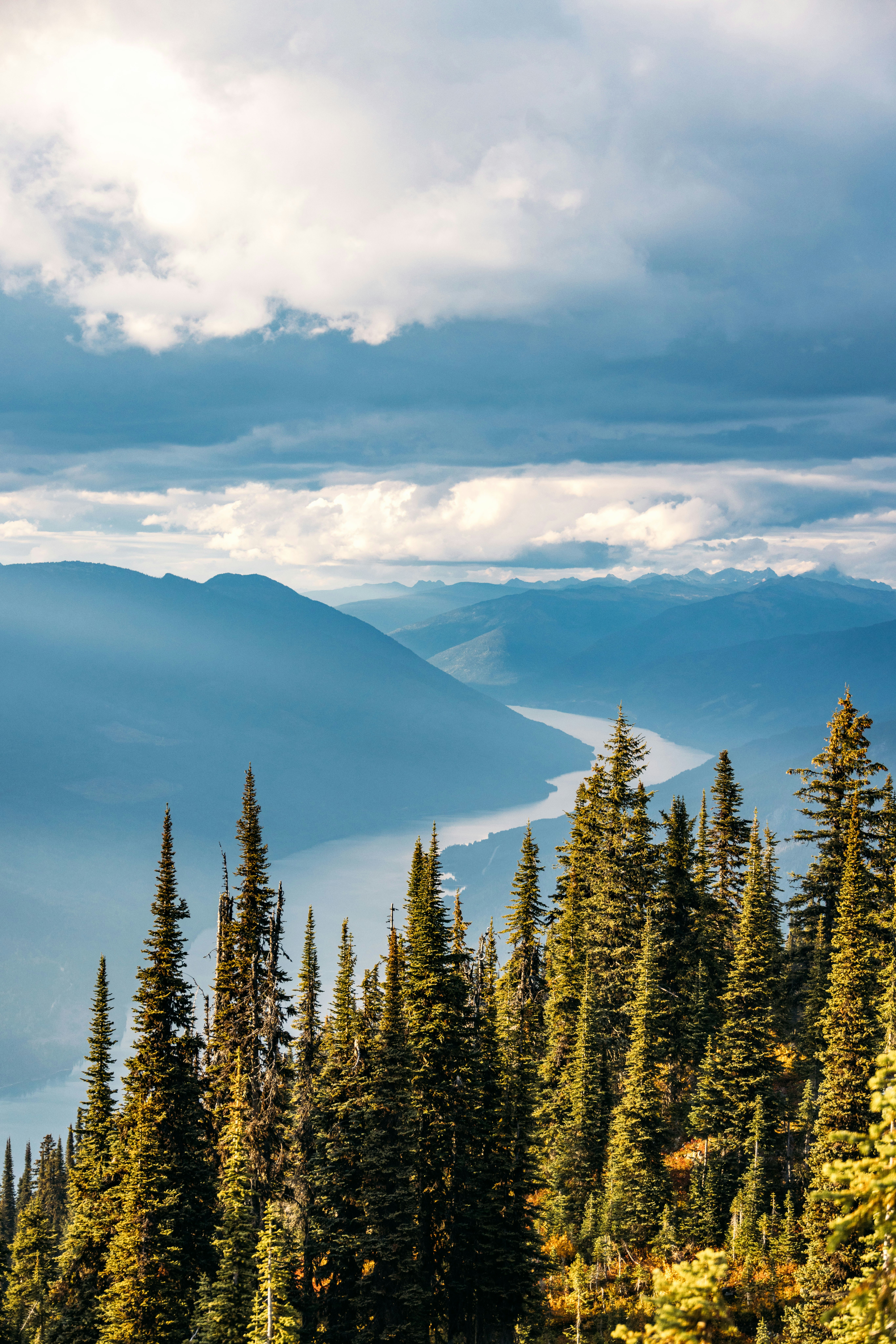 Silent Terrace: Conifer Ridge Over a Glacier Fjord