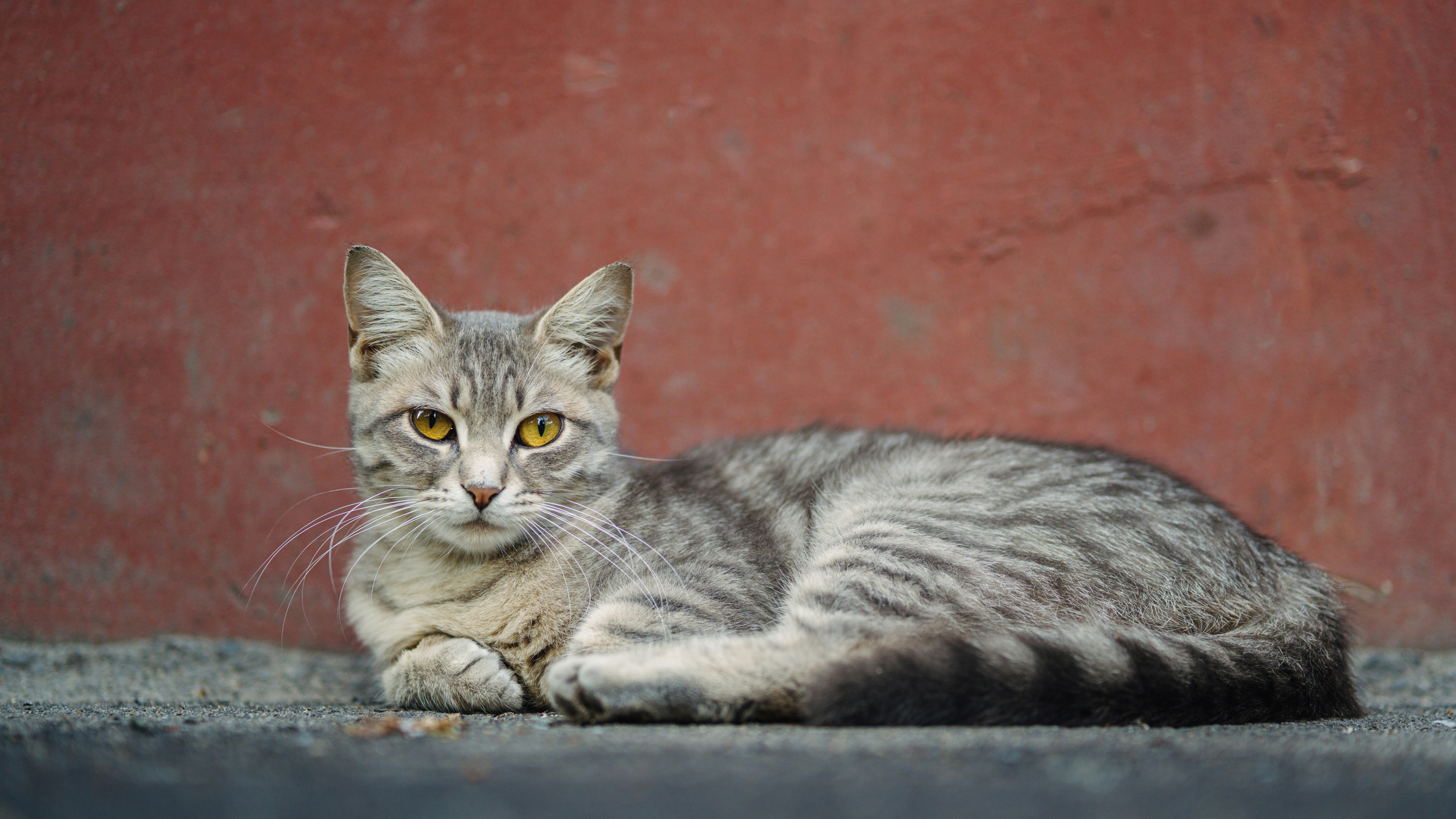Kernel of Calm: A Languid Grey Cat Resting Against a Red Wall