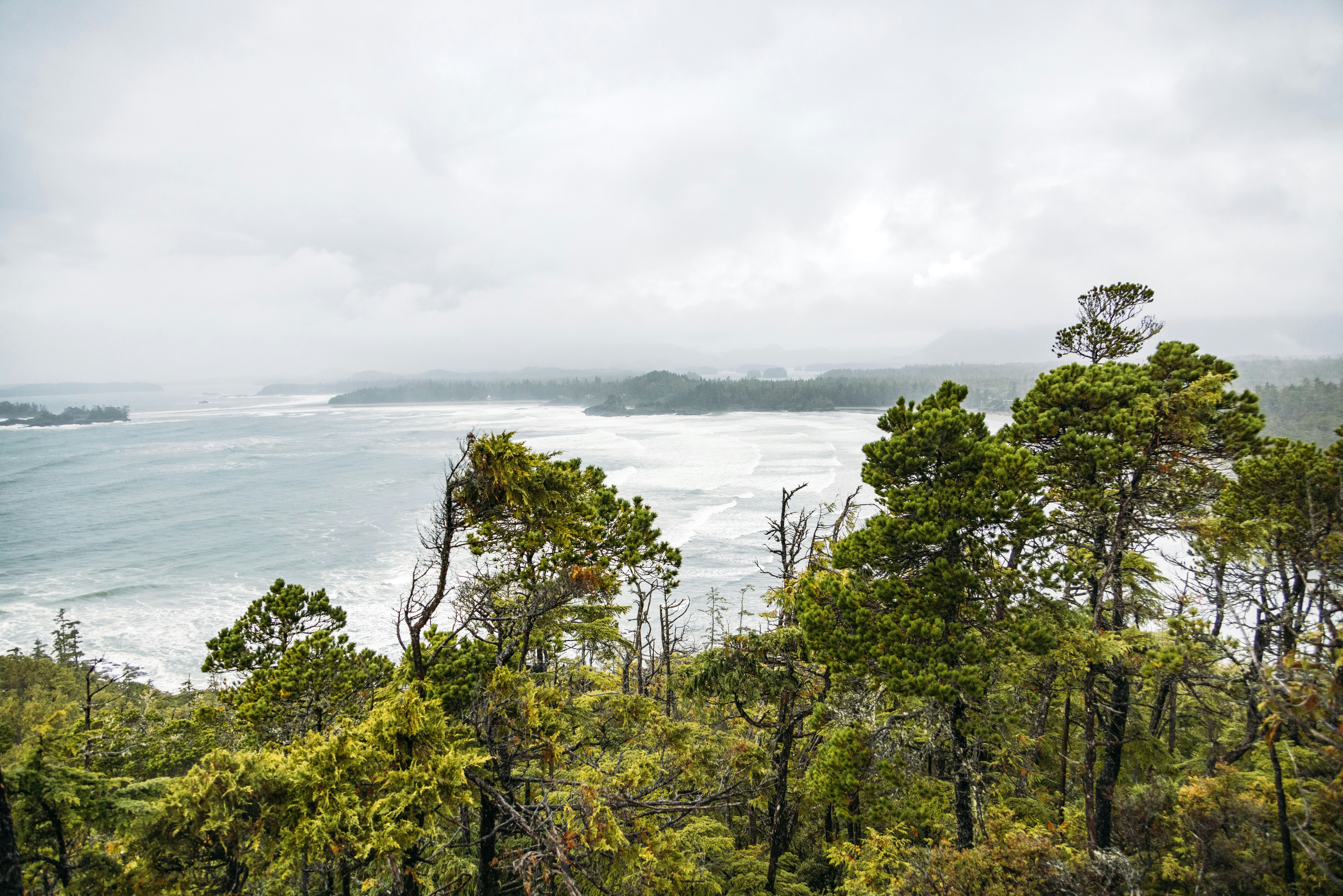 Coastal Pines on a Wind-Swept Cliff