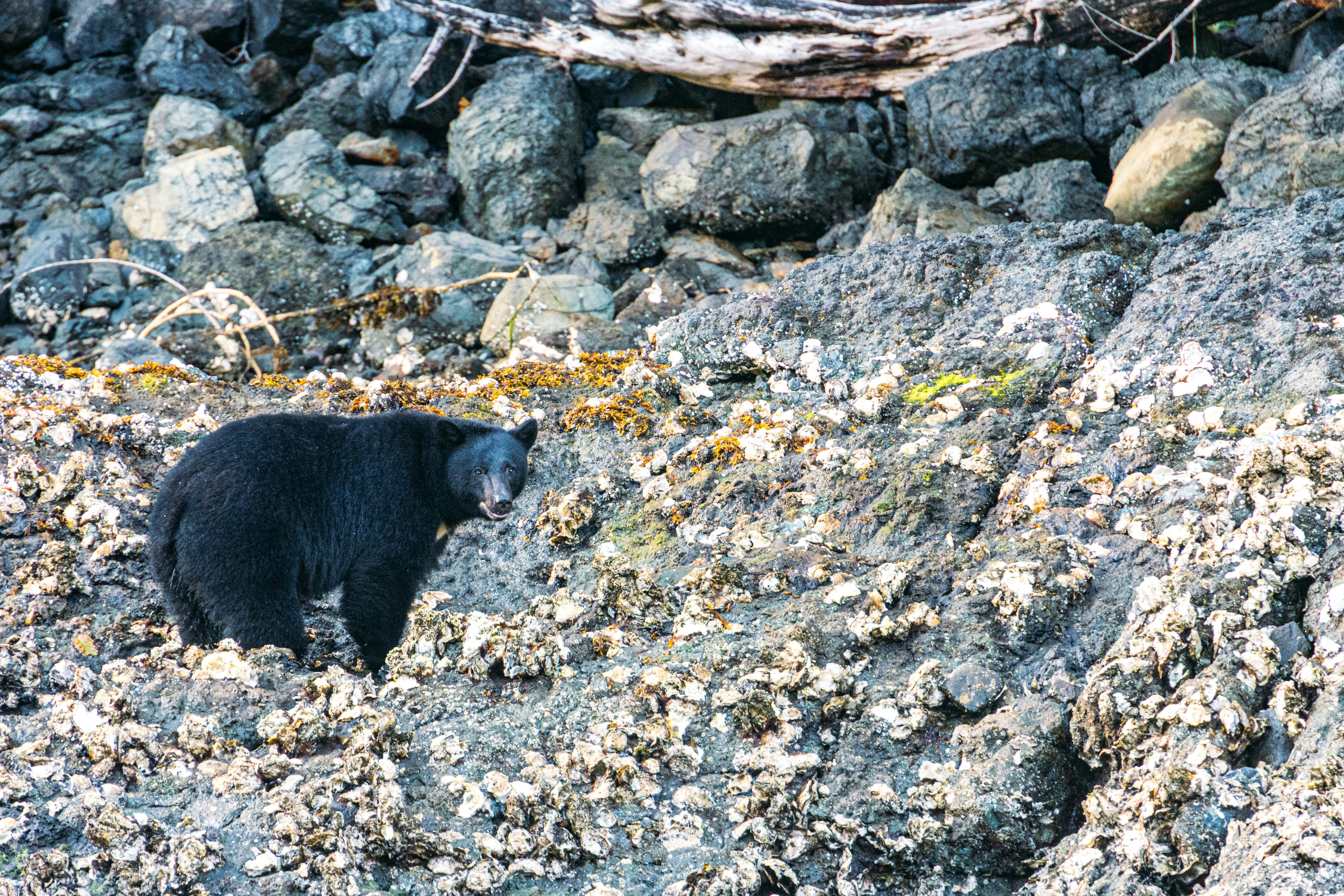 Dark Bear Silhouette Climbing a rocky shoreline