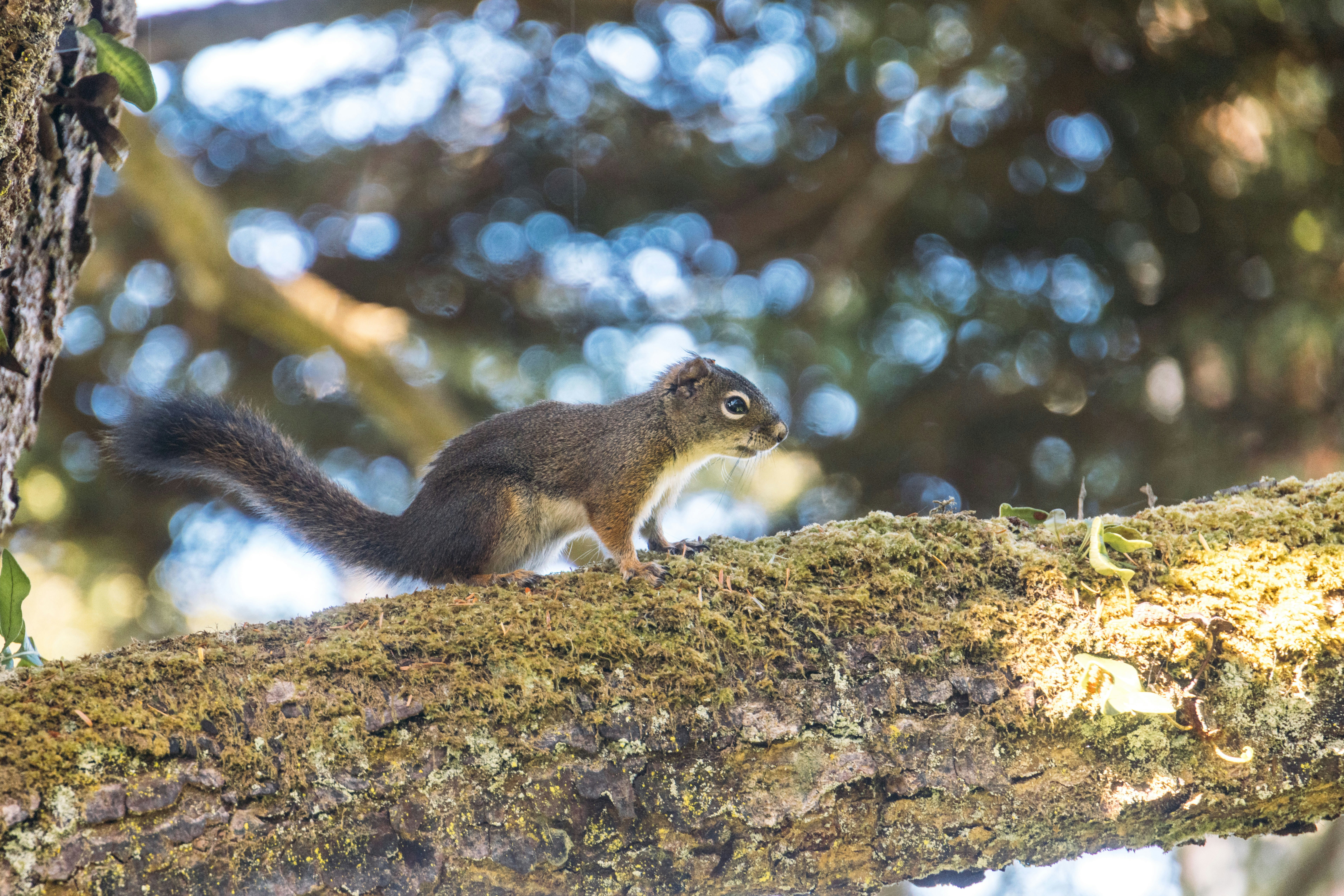 Squirrel Scout on a Mossy Log