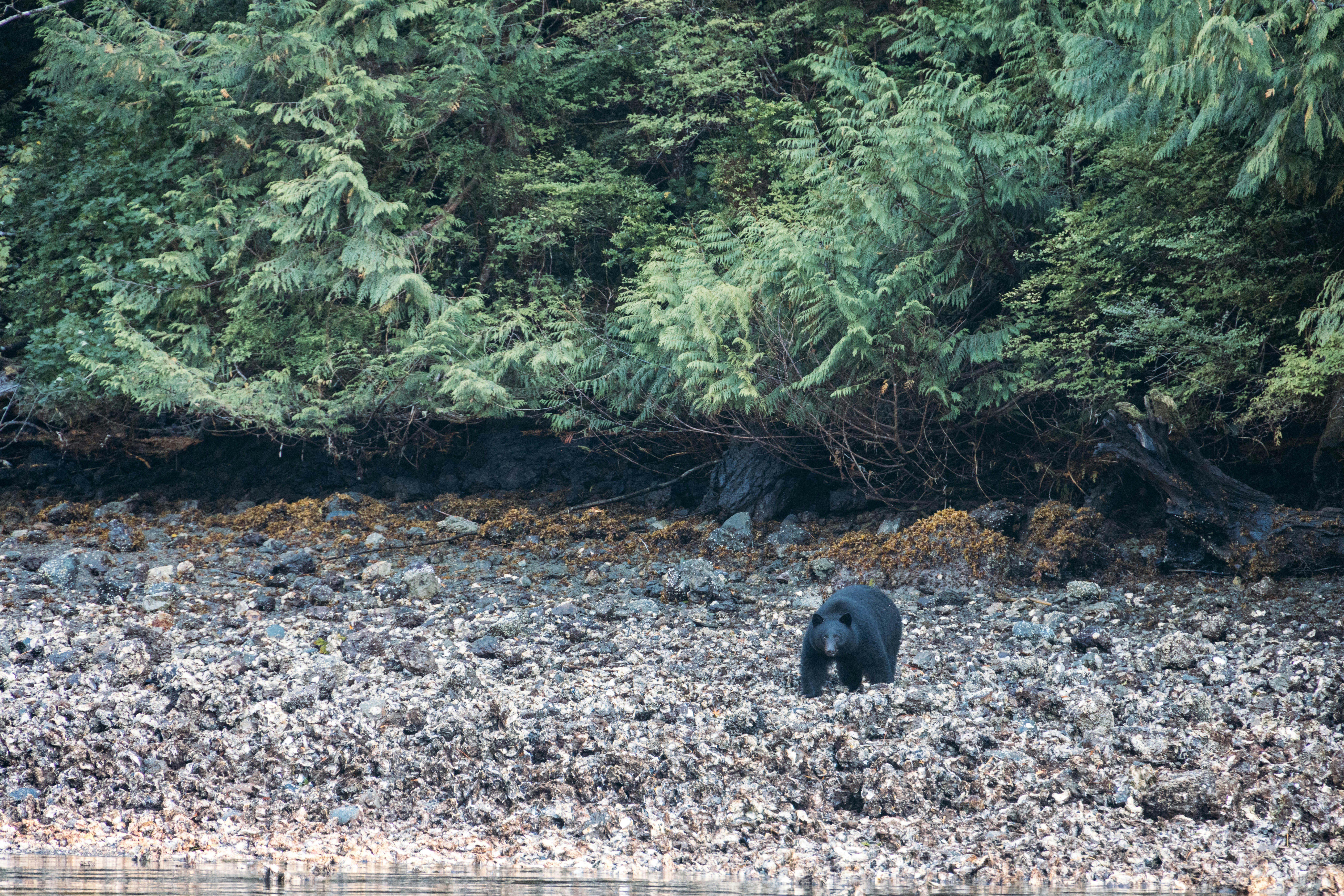 A solitary black bear on a rocky shoreline beneath evergreen branches