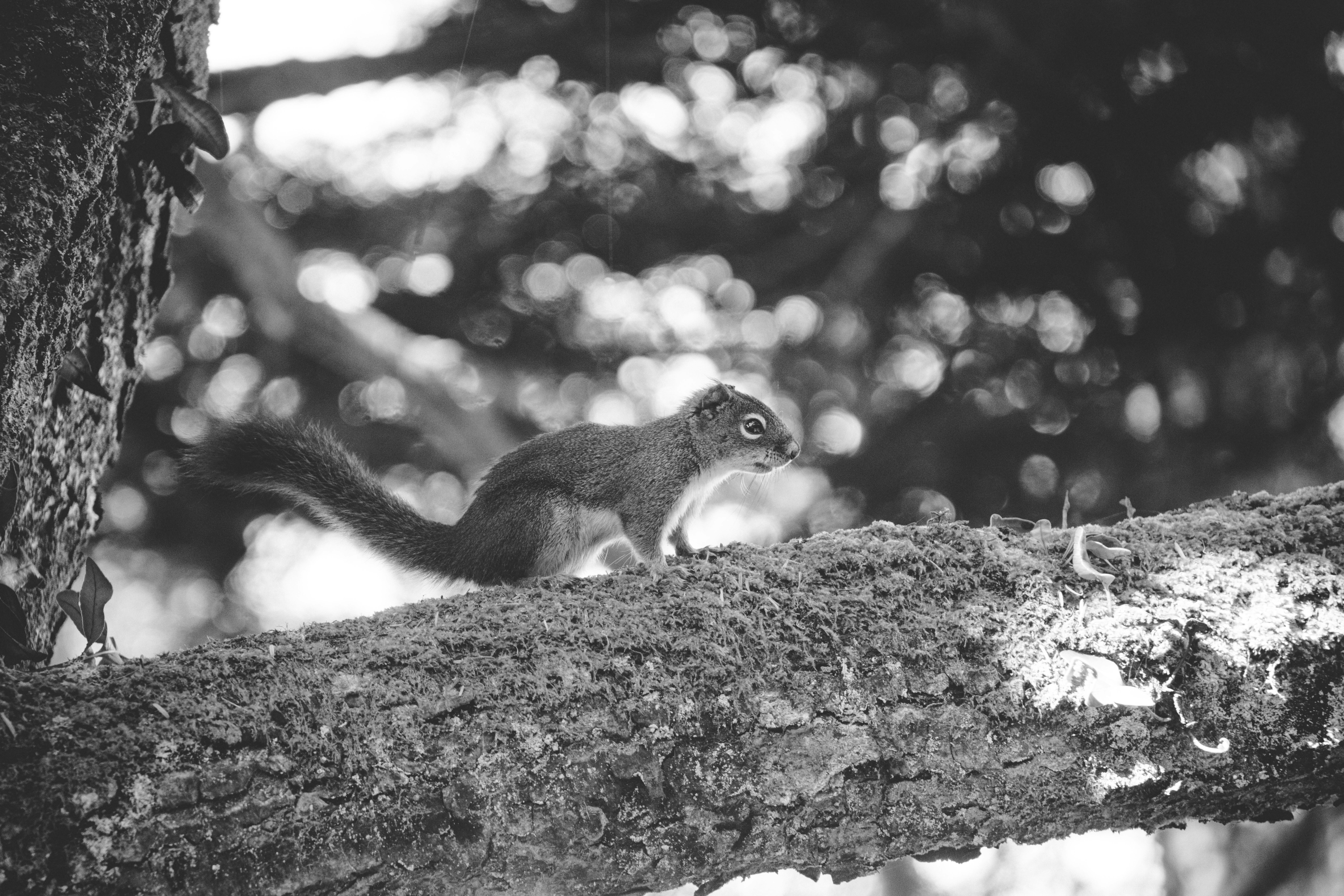 Squirrel on a Log: Quiet Pause in Sunlit Forest