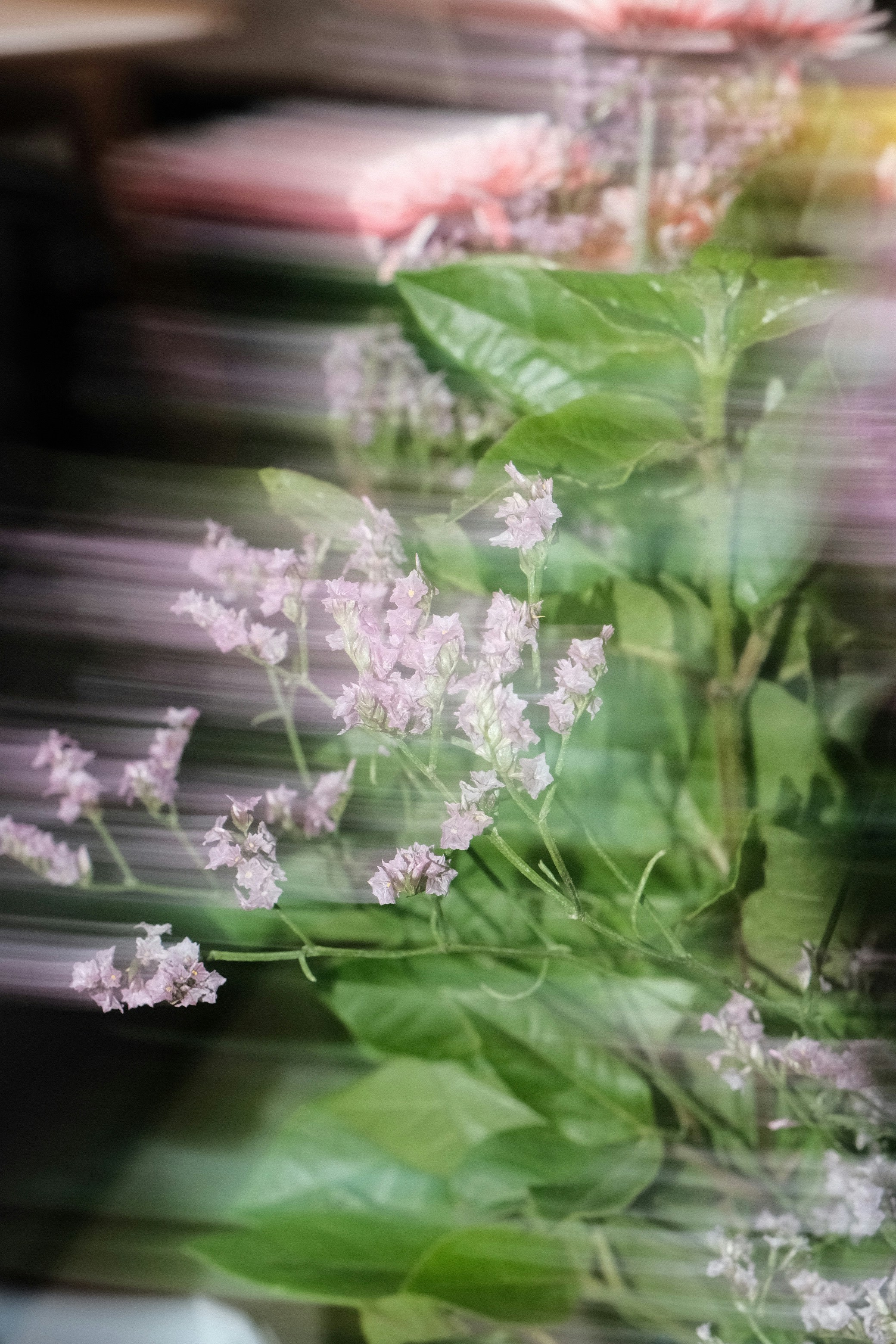 Soft Bloom in Motion: A Closely Scoped Garden Moment