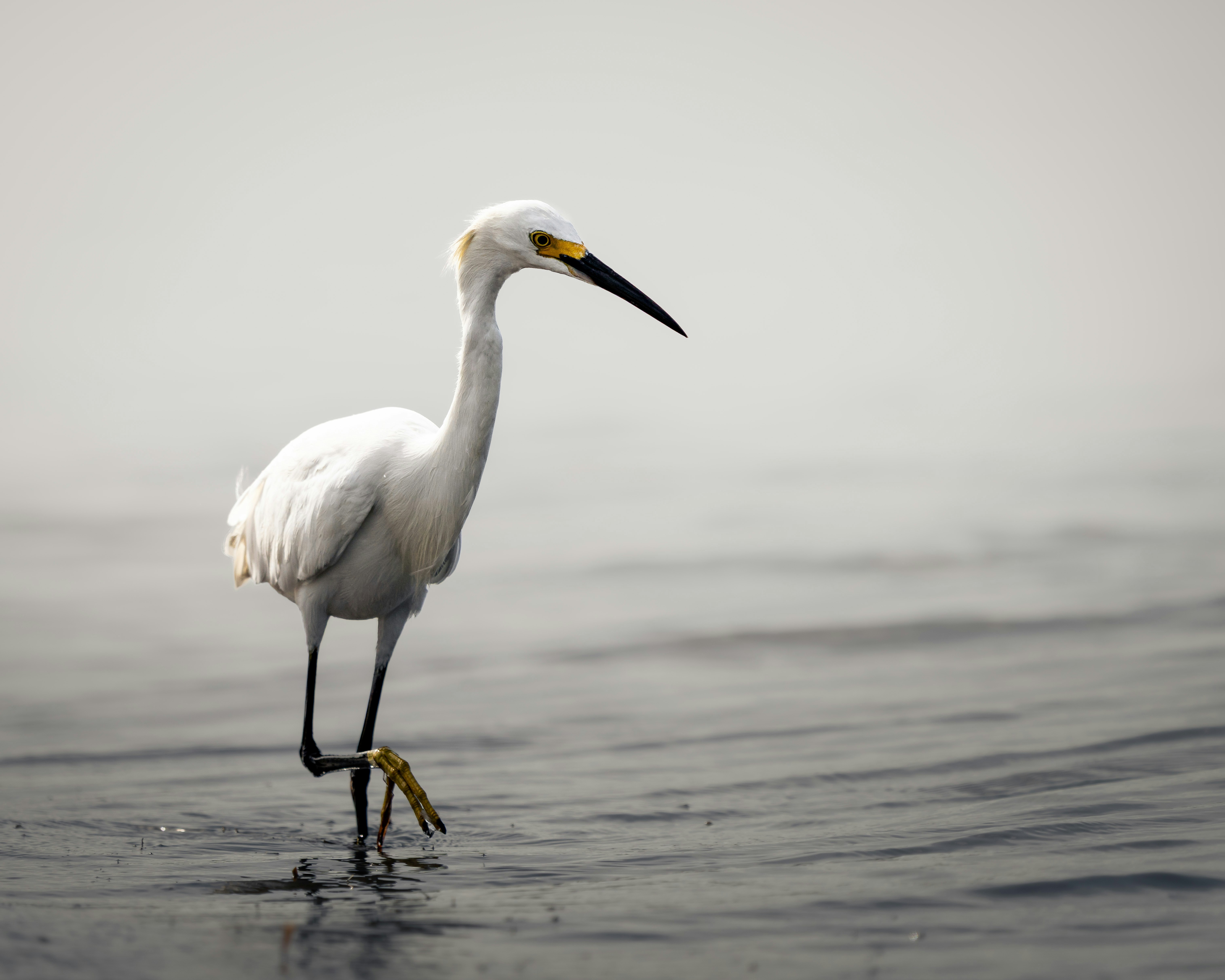 Isolated Egret: Graceful Stance over Quiet Waters