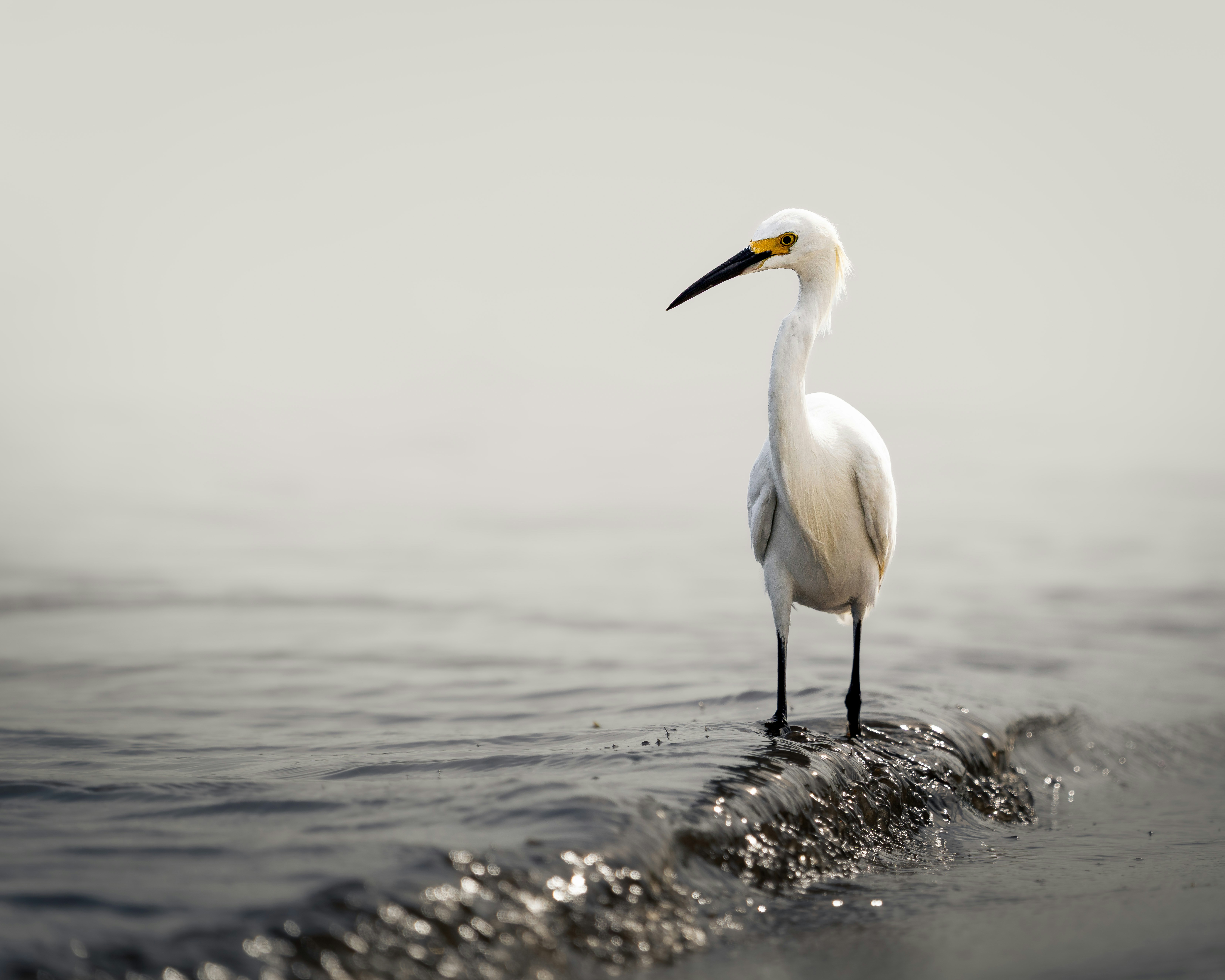 Lonely Egret on a Gentle Tide