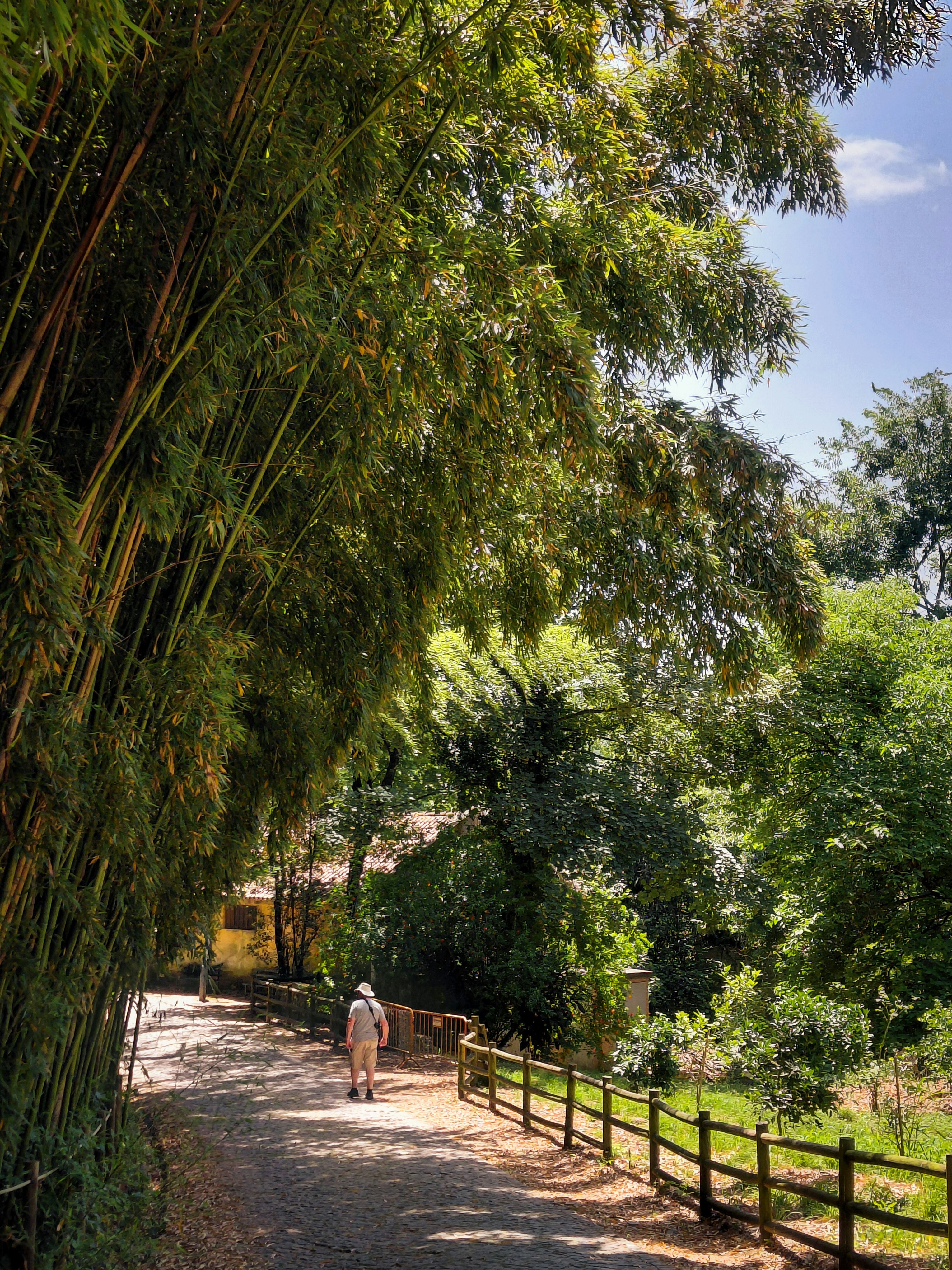 Shaded Riverside Path with Bamboo Archway
