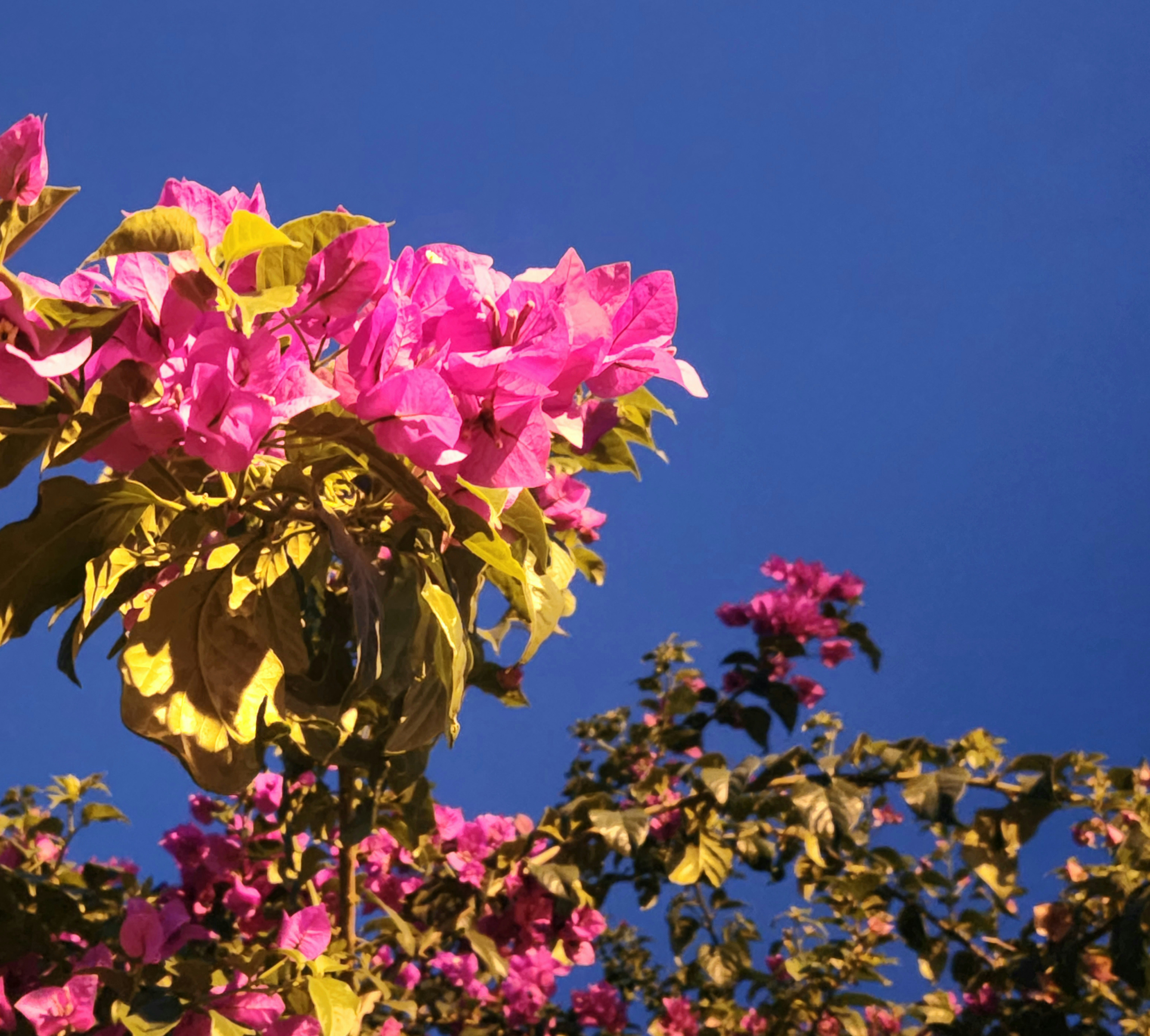 Bright pink bougainvillea blossoms rise against a saturated blue sky, with sunlit leaves creating warm highlights and deep shadows.