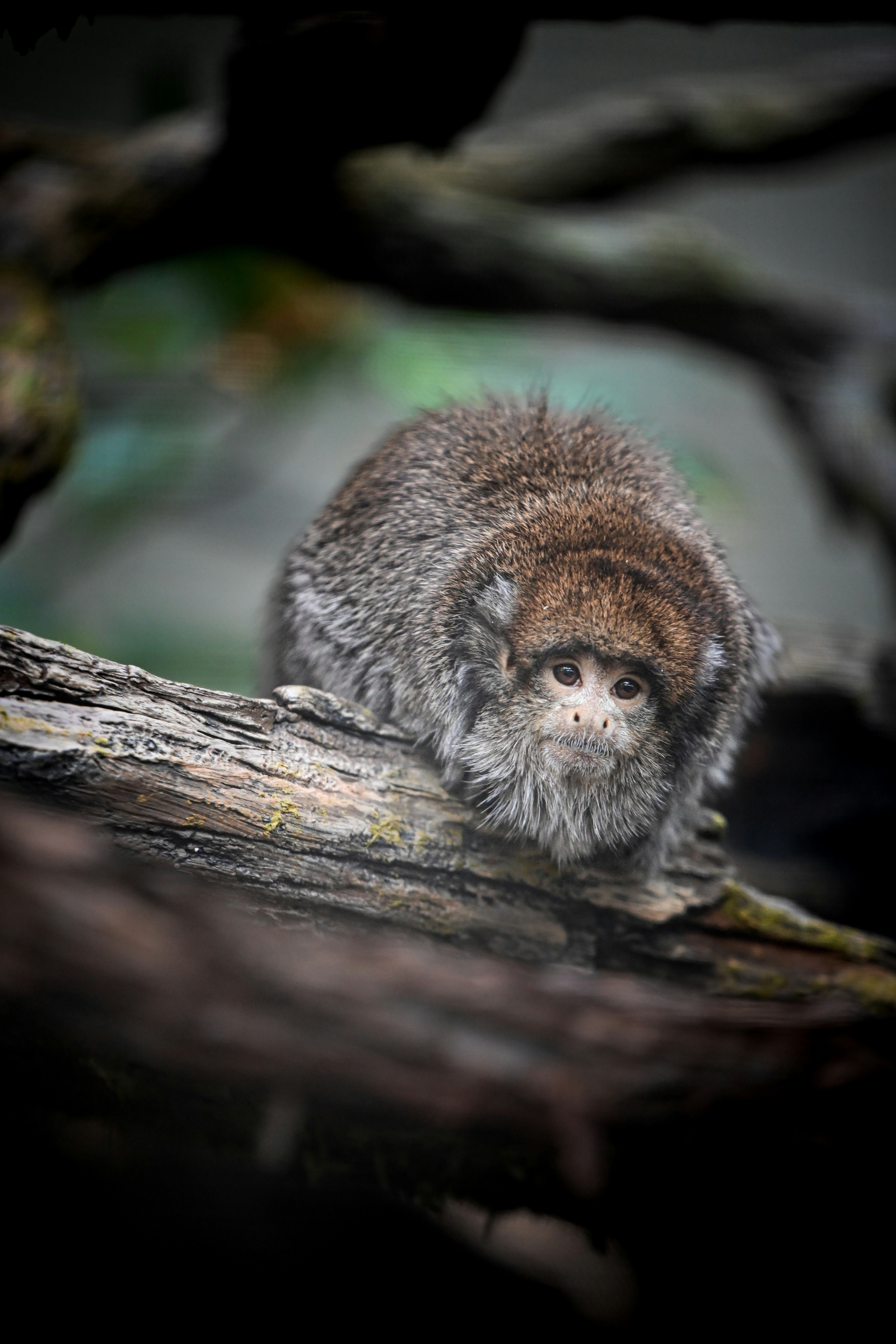 A Watchful Pygmy Ocelot: Quiet Interest on a Mossy Perch