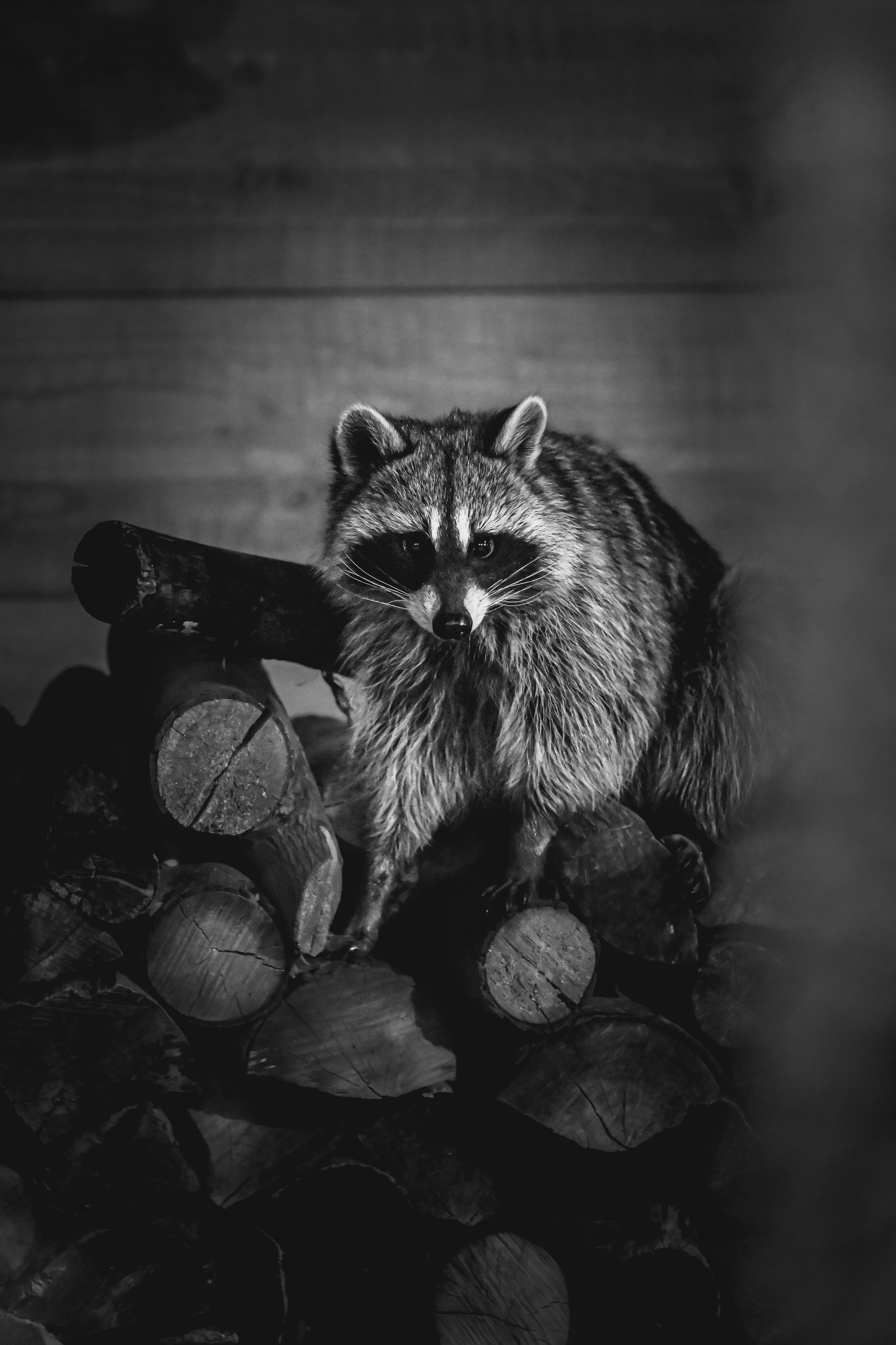 Midnight Logger: A Raccoon Perches on Log Pile