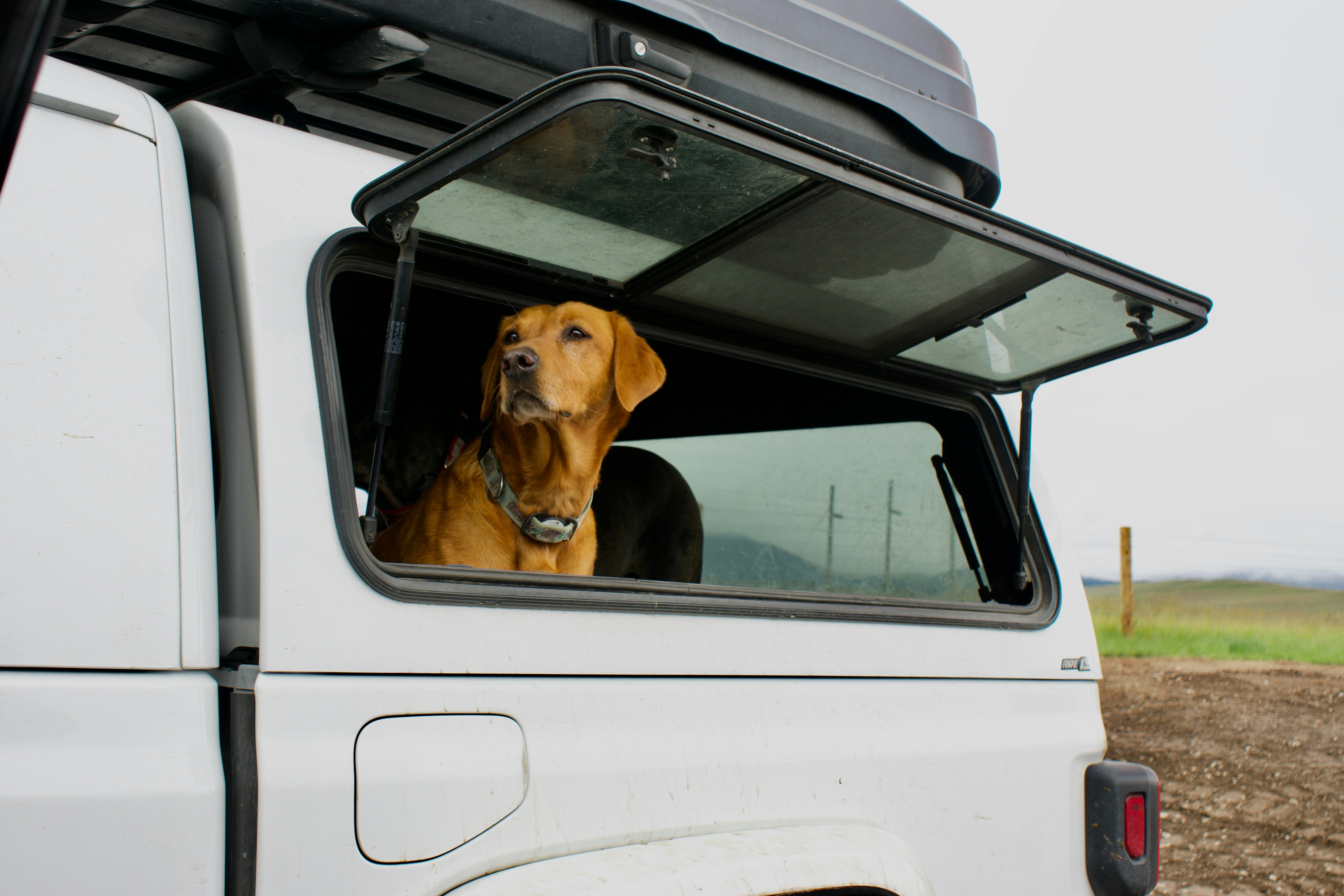 Dogue on Departure: A Hound in the Open Window