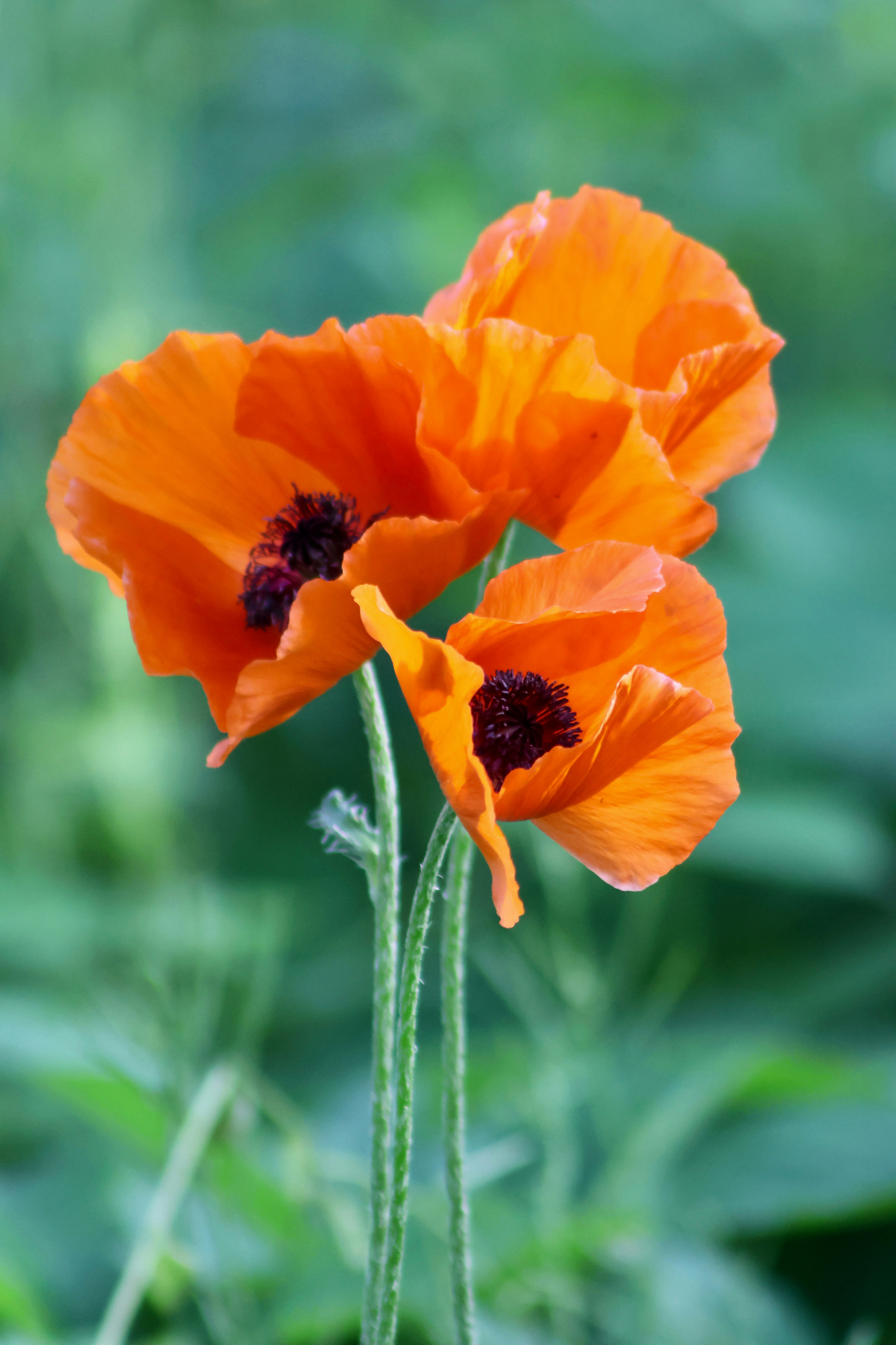Crimson Papery Bloom: Two Orange Poppies in Soft Focus Meadow