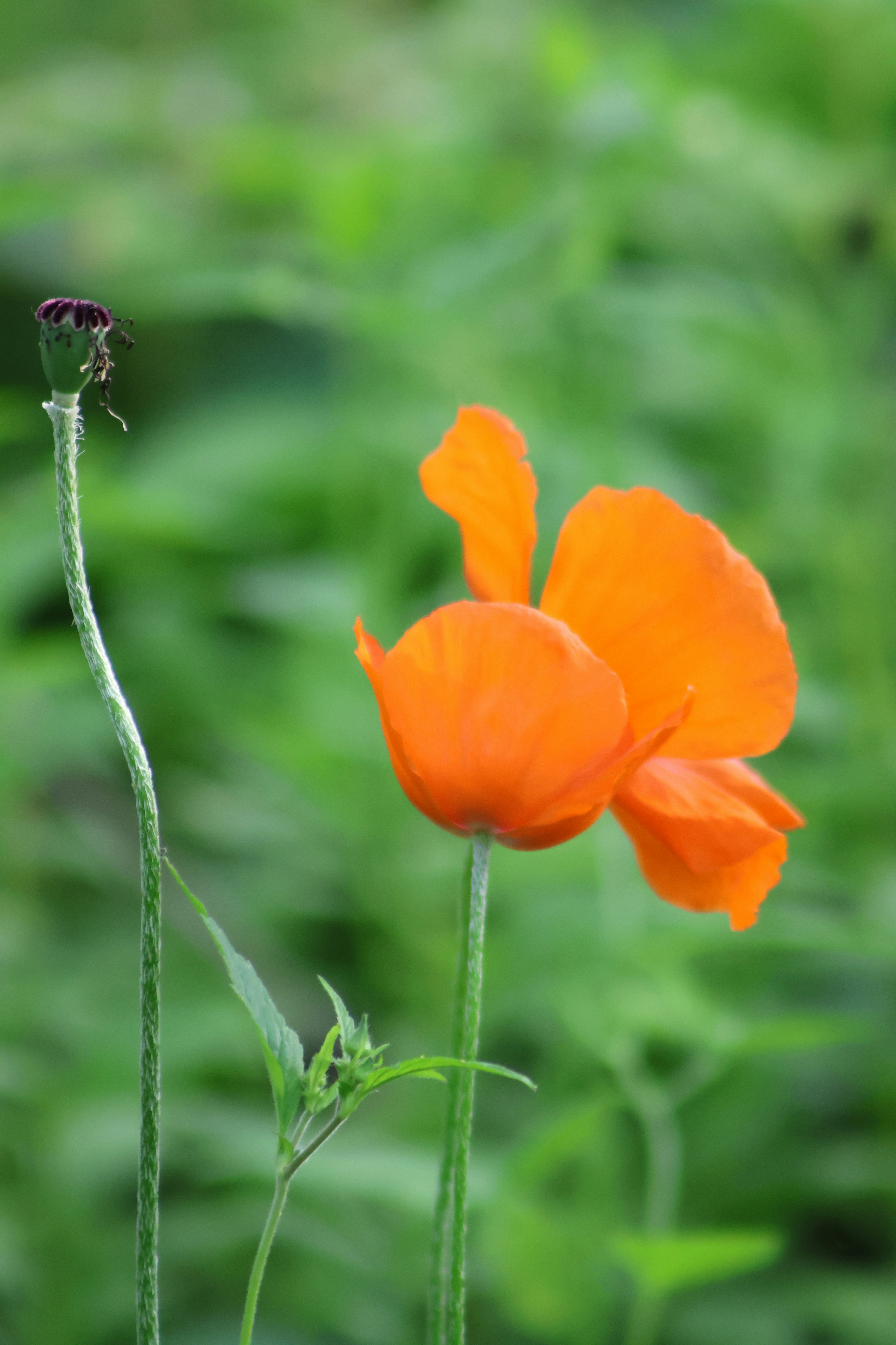Orange poppy in soft focus meadow with fading foreground stem
