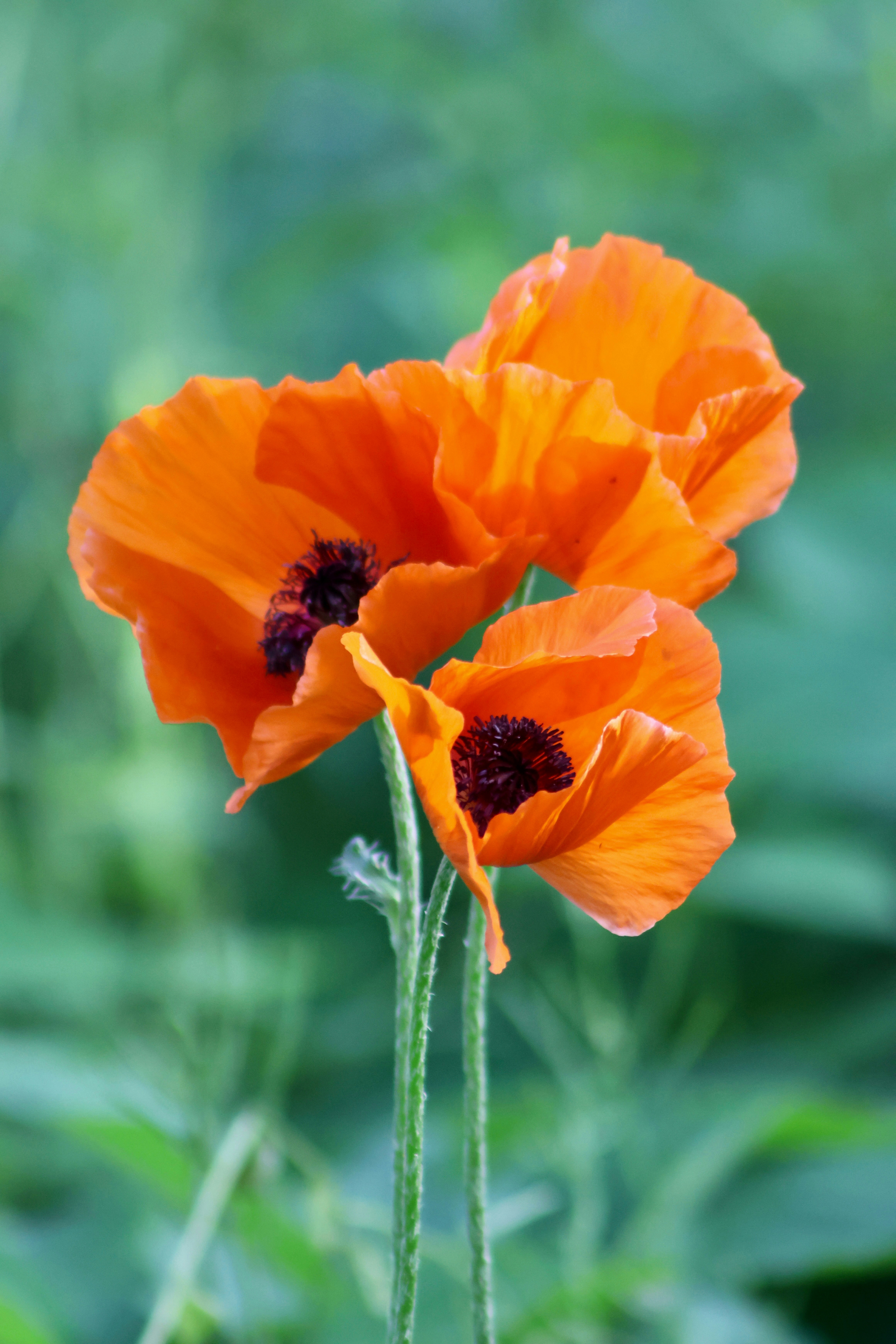 Three vibrant orange poppy flowers against a soft green background.