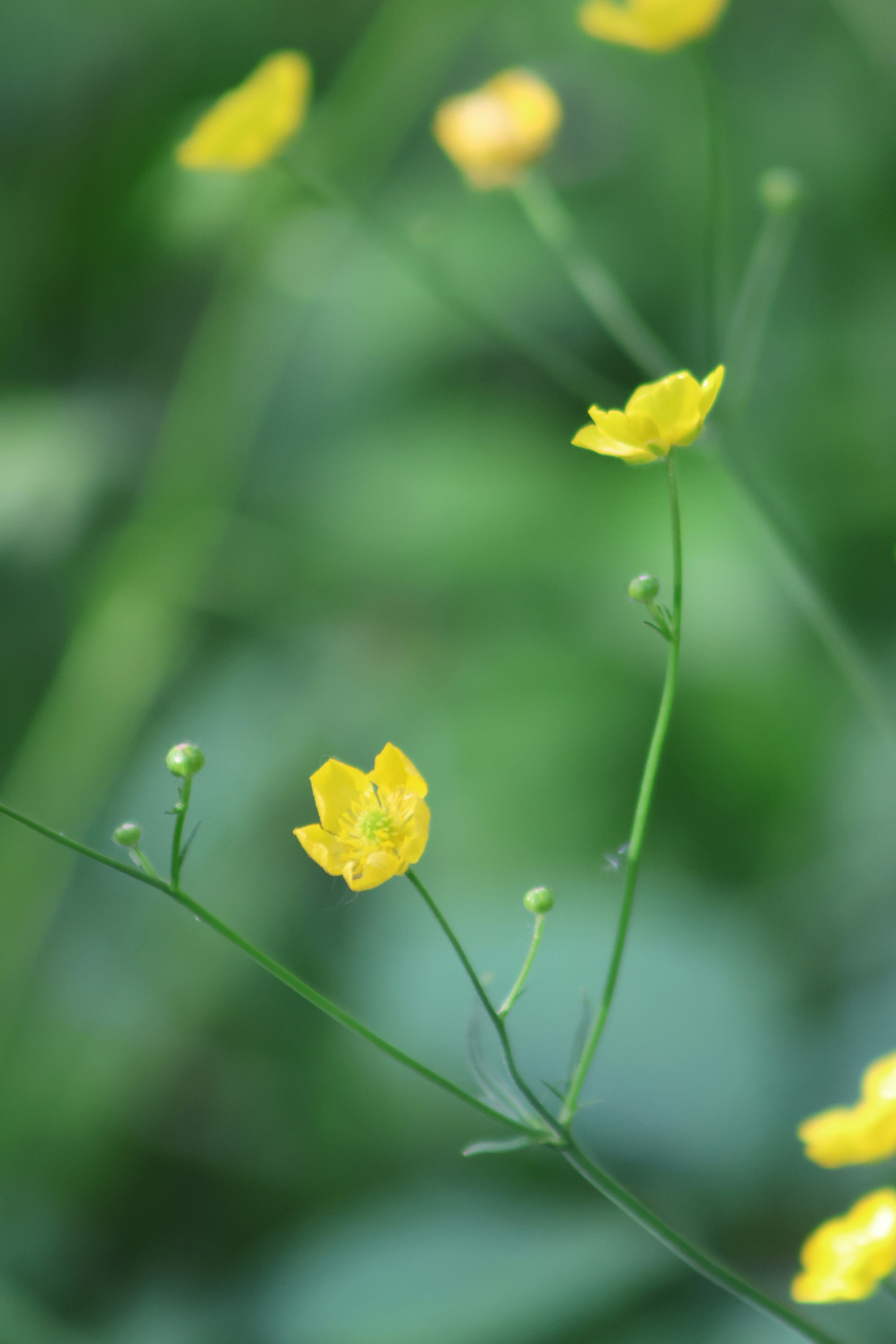 Golden Foxglove: A Delicate Stem of Spring Blossoms