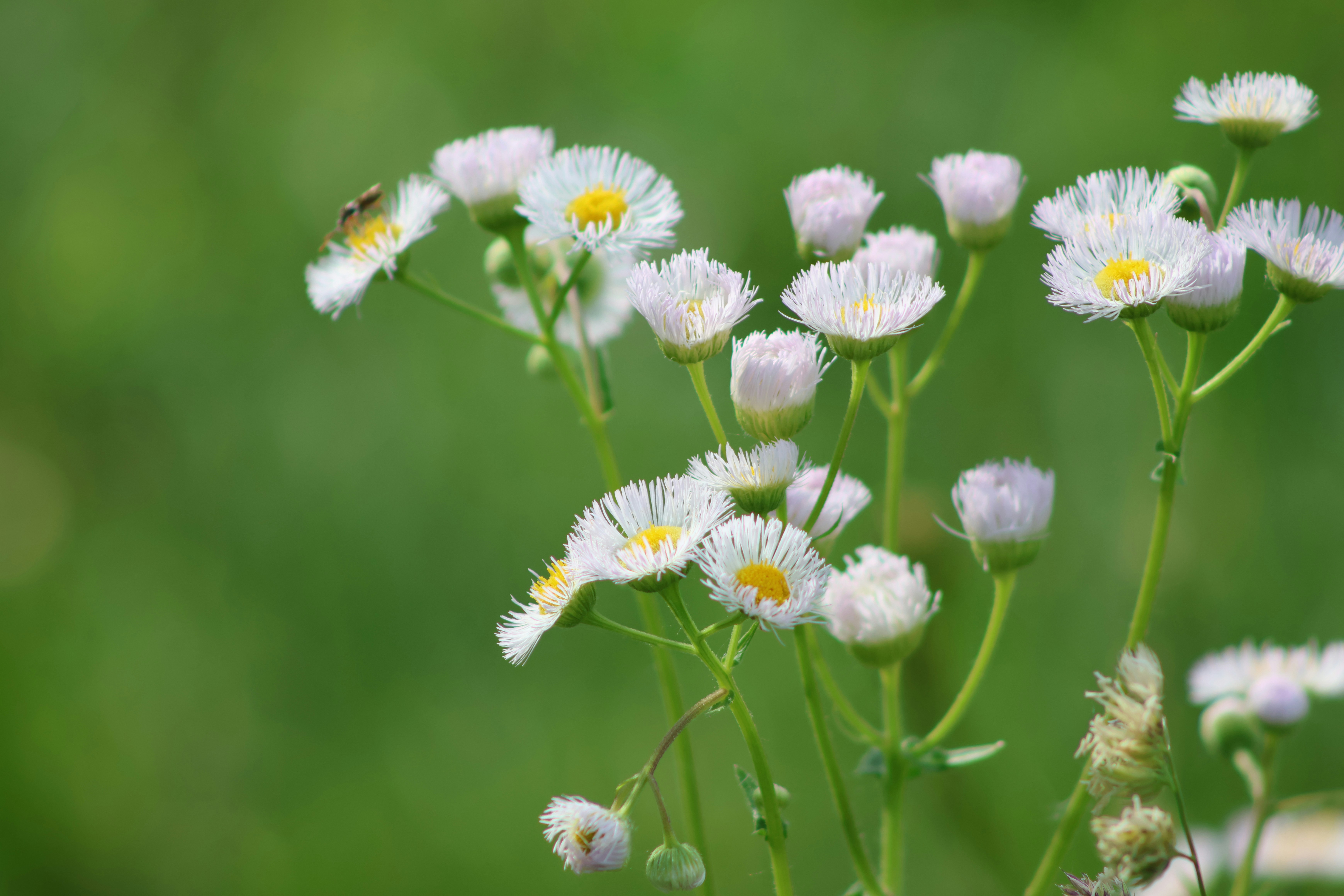 Sunlit meadow daisies with a hoverfly in focus