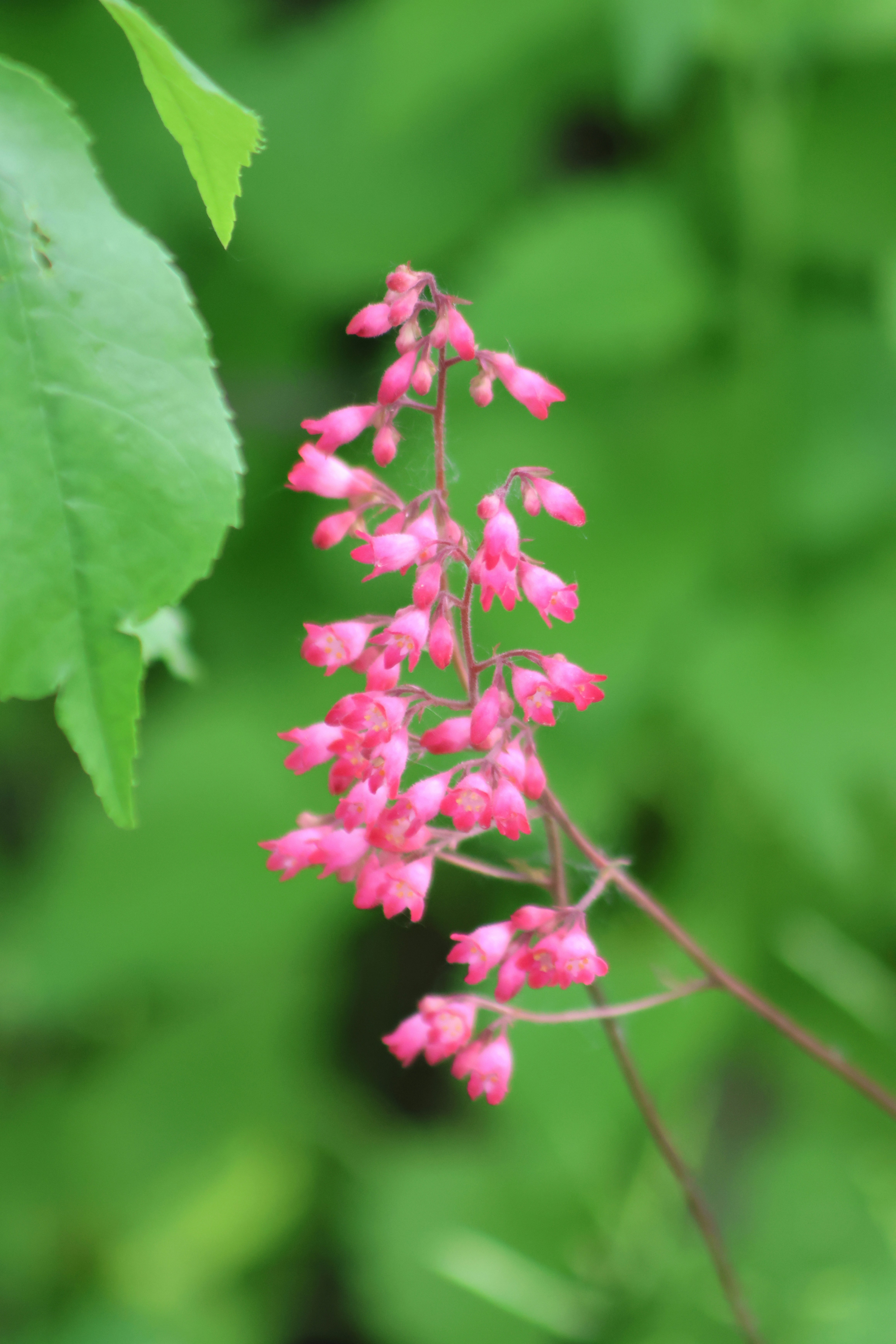 Crimson Cascade: A Pink Flower Standout Against Tender Green