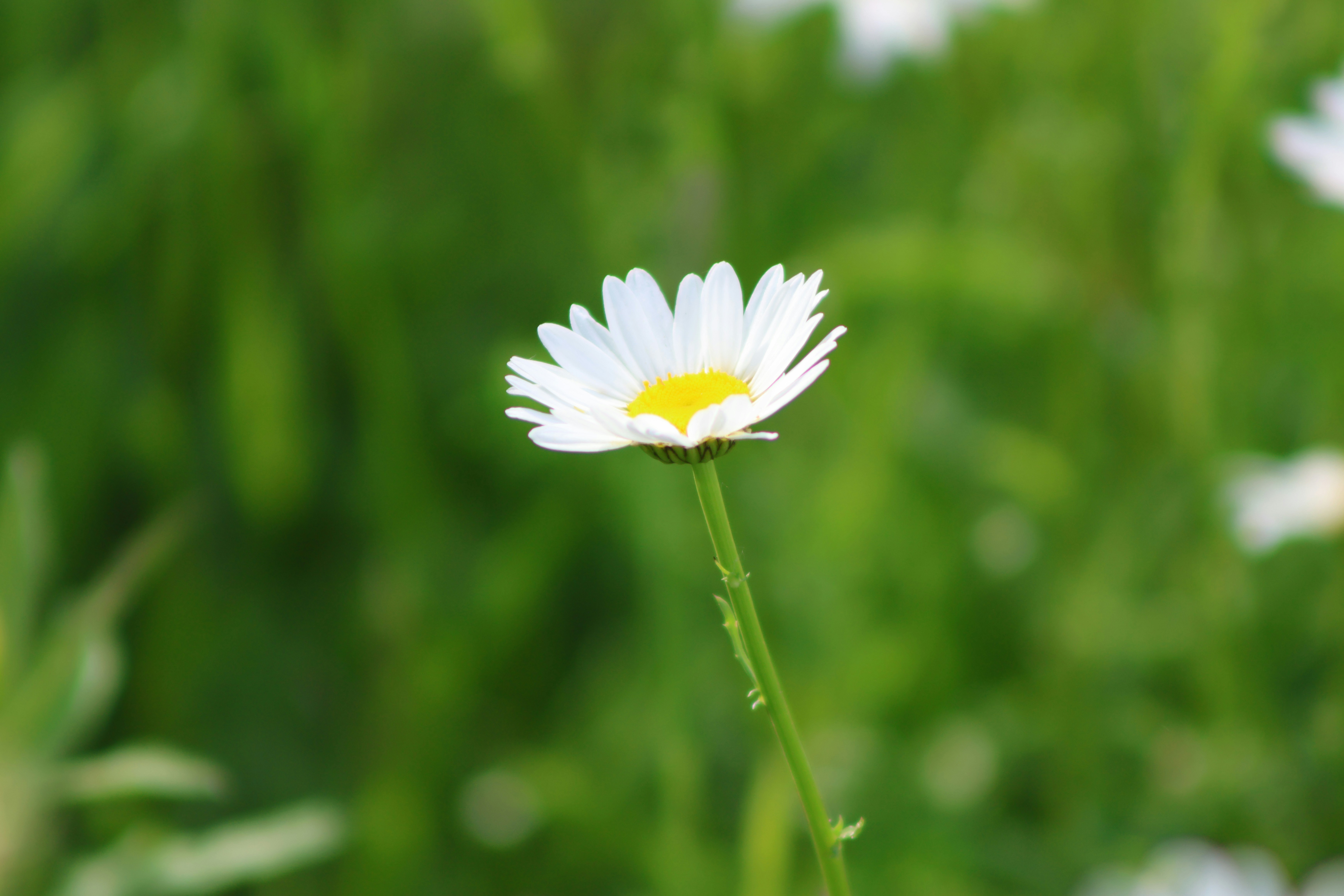 Single Daisy in Morning Light: A Focused Glimpse into Field Simplicity