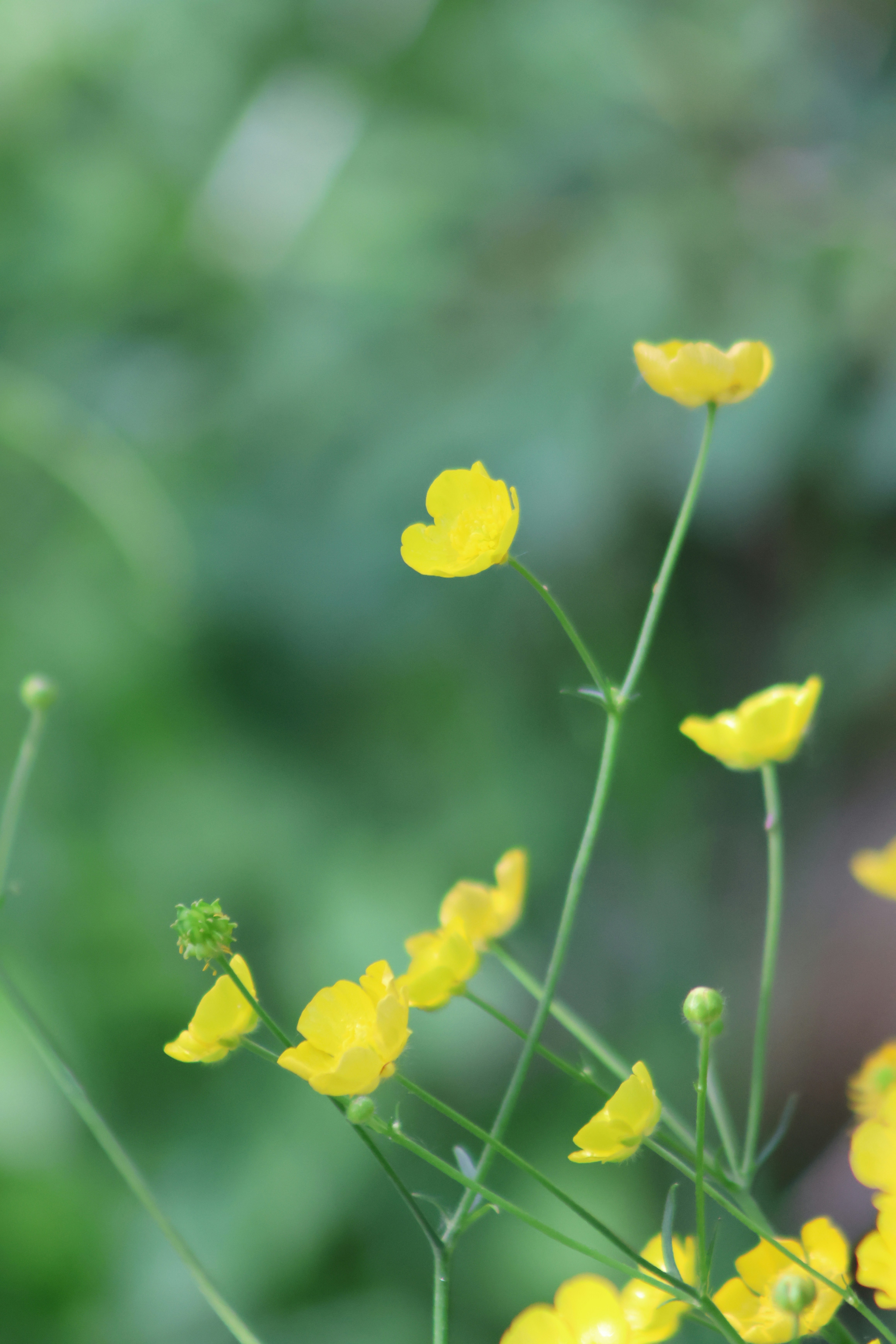 Small yellow buttercup flowers blooming in a green field.
