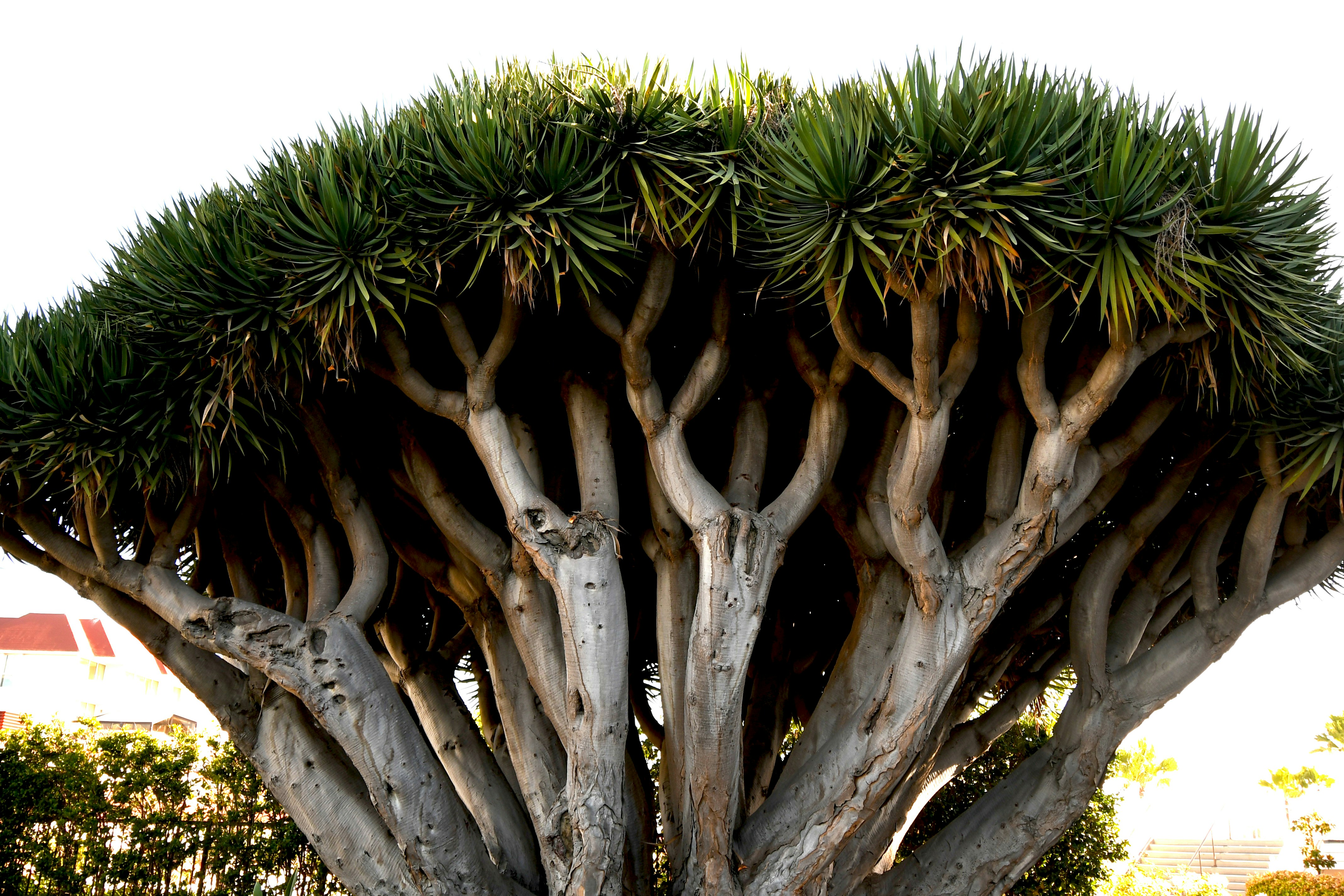Majestic dragon tree with a complex network of branches.