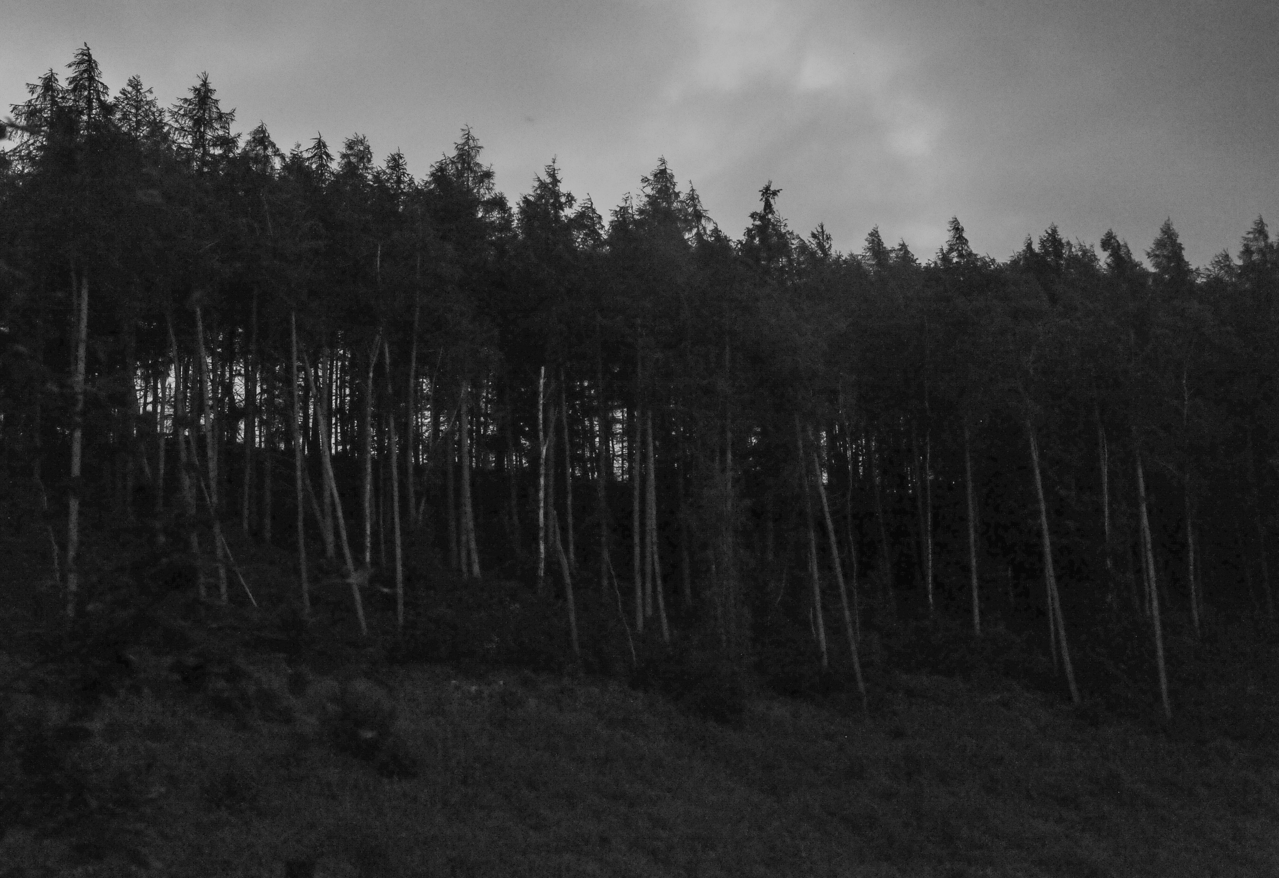 Dark Pines at the Edge of Dusk