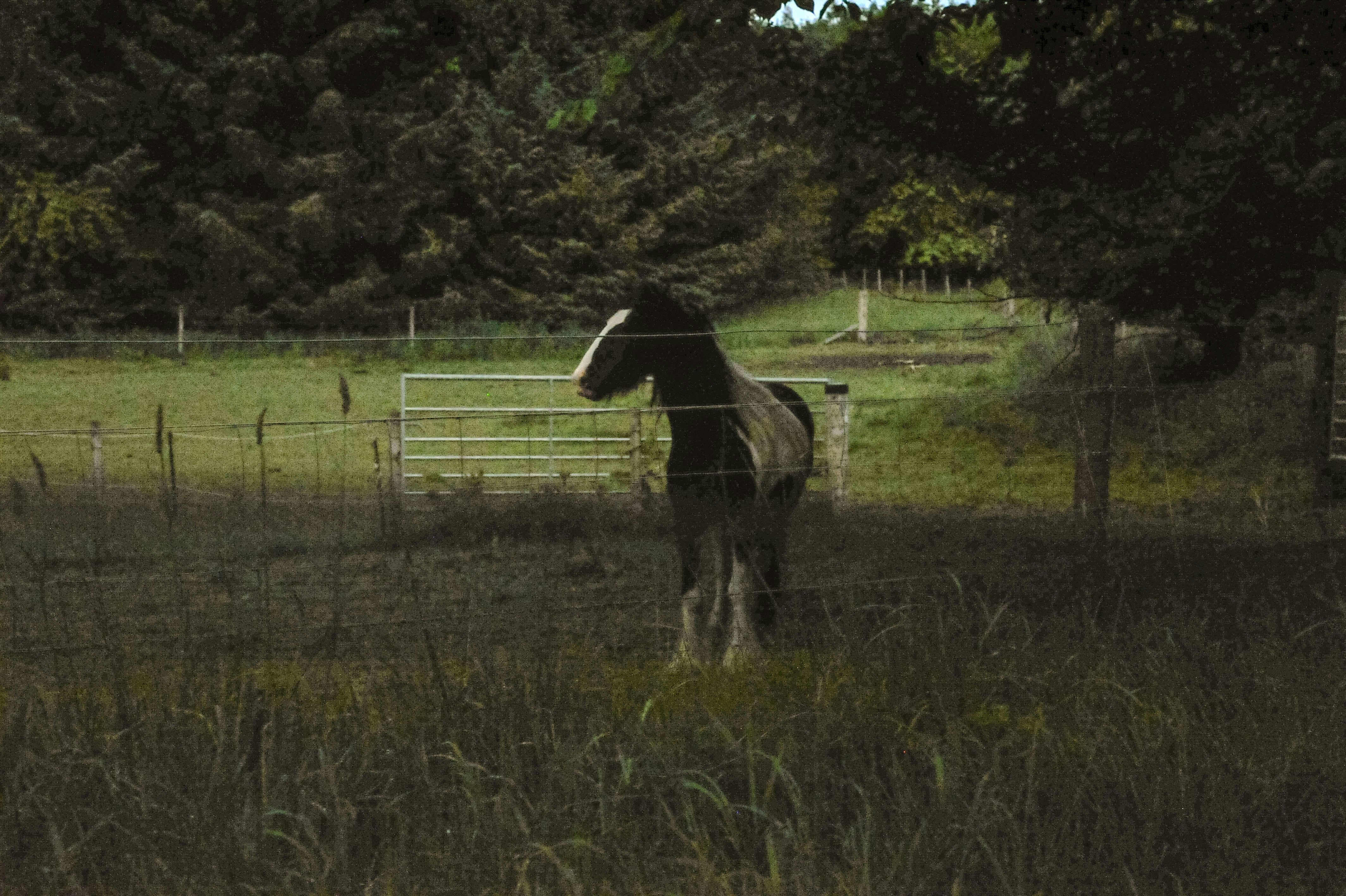 Horizon Gate: A Quiet Horse in a Sunlit Field
