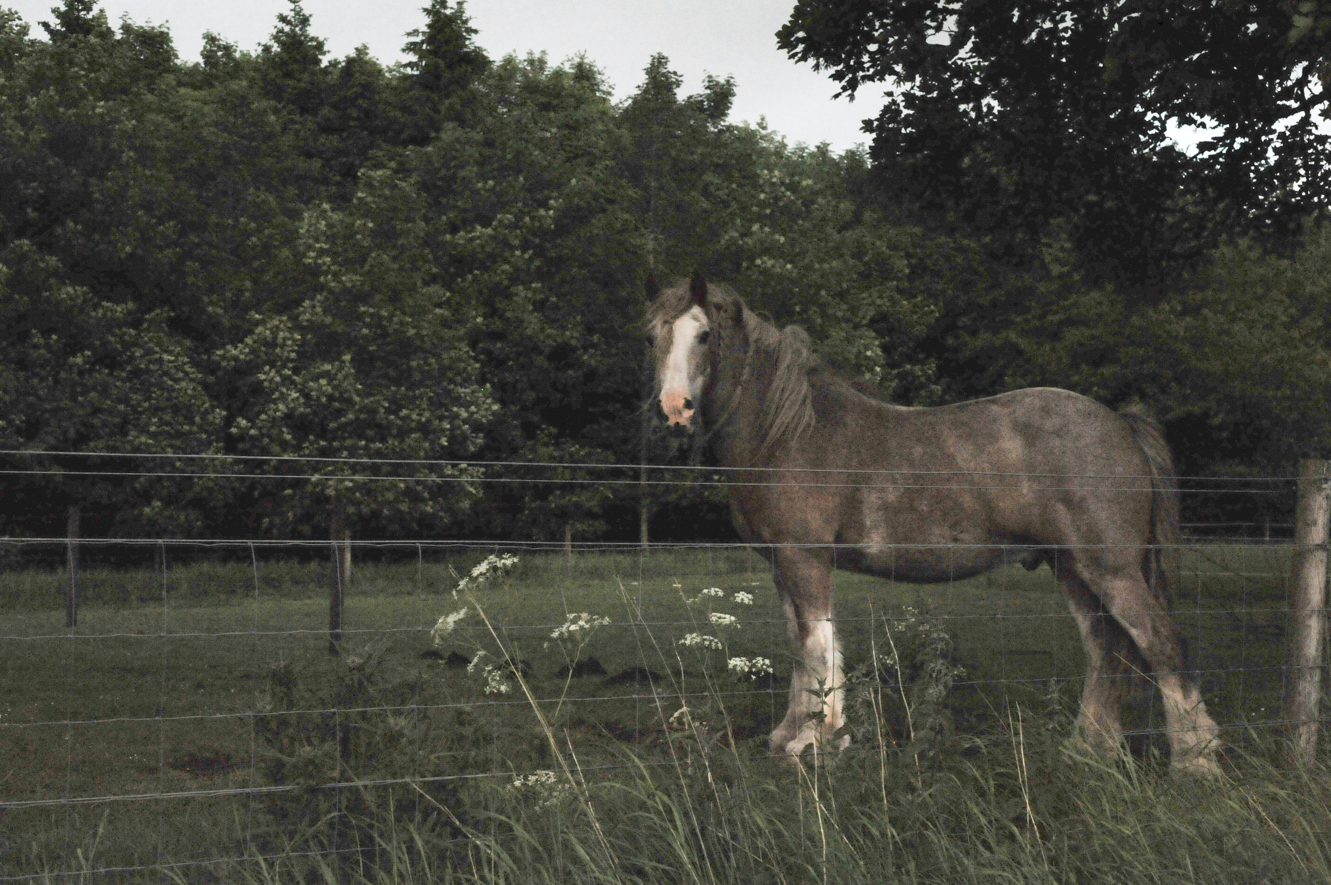 Pasture Watcher: A Stoic Horse at the Fence