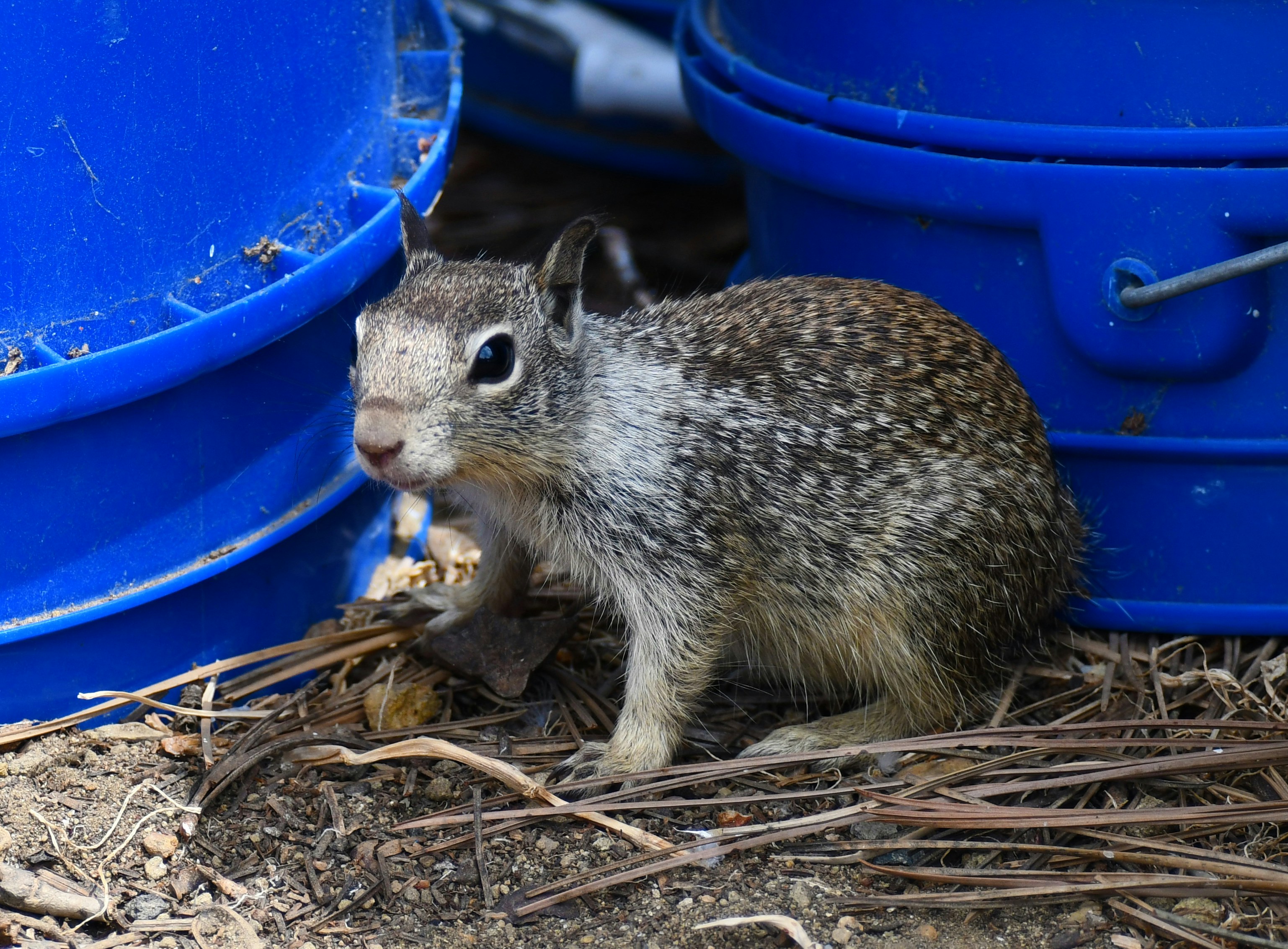 Squirrel Between Bins: A Curious Pause in the Workshop Alley