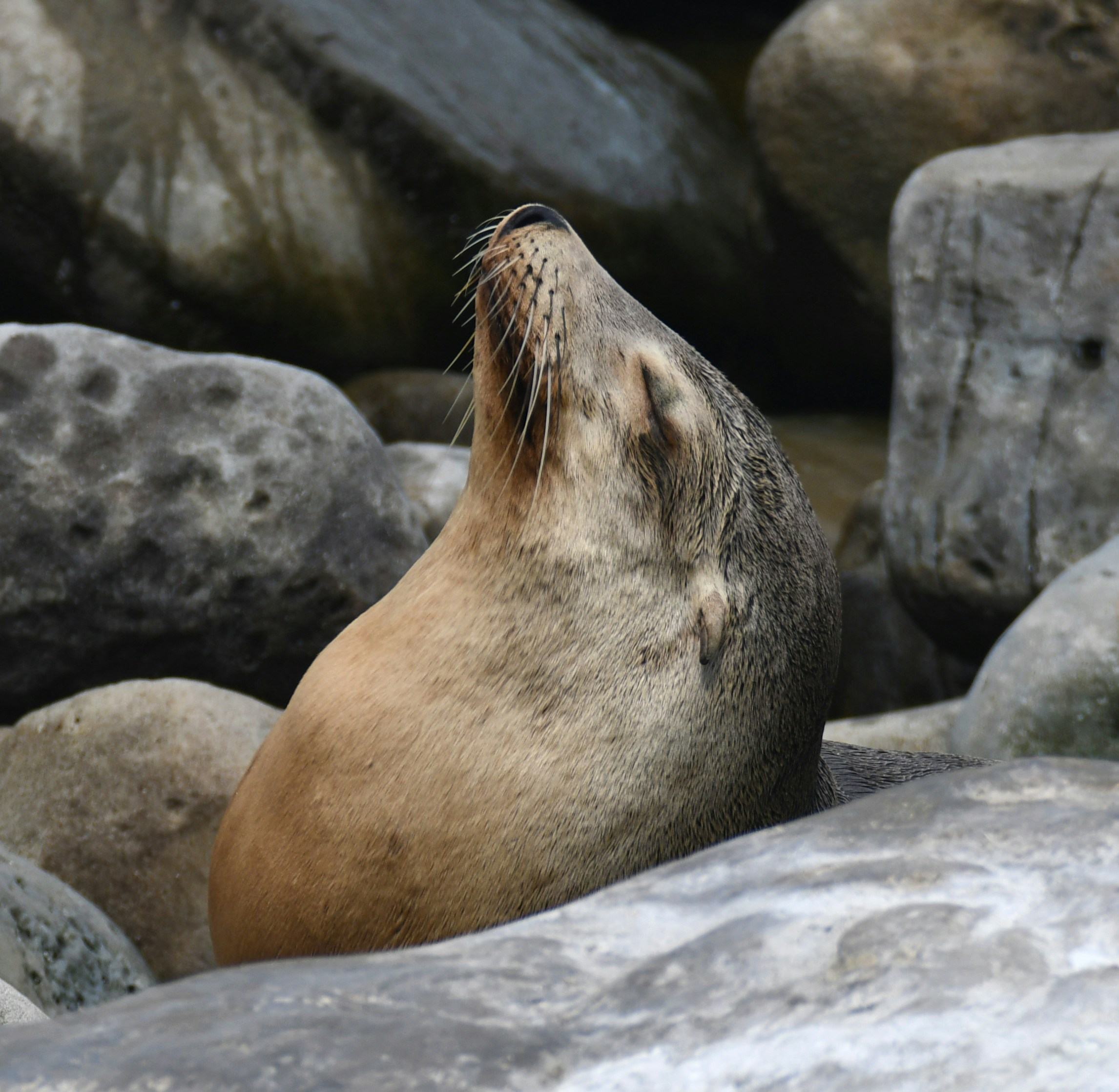 Harbor Seal Arching Toward the Light Among Quiet Stones
