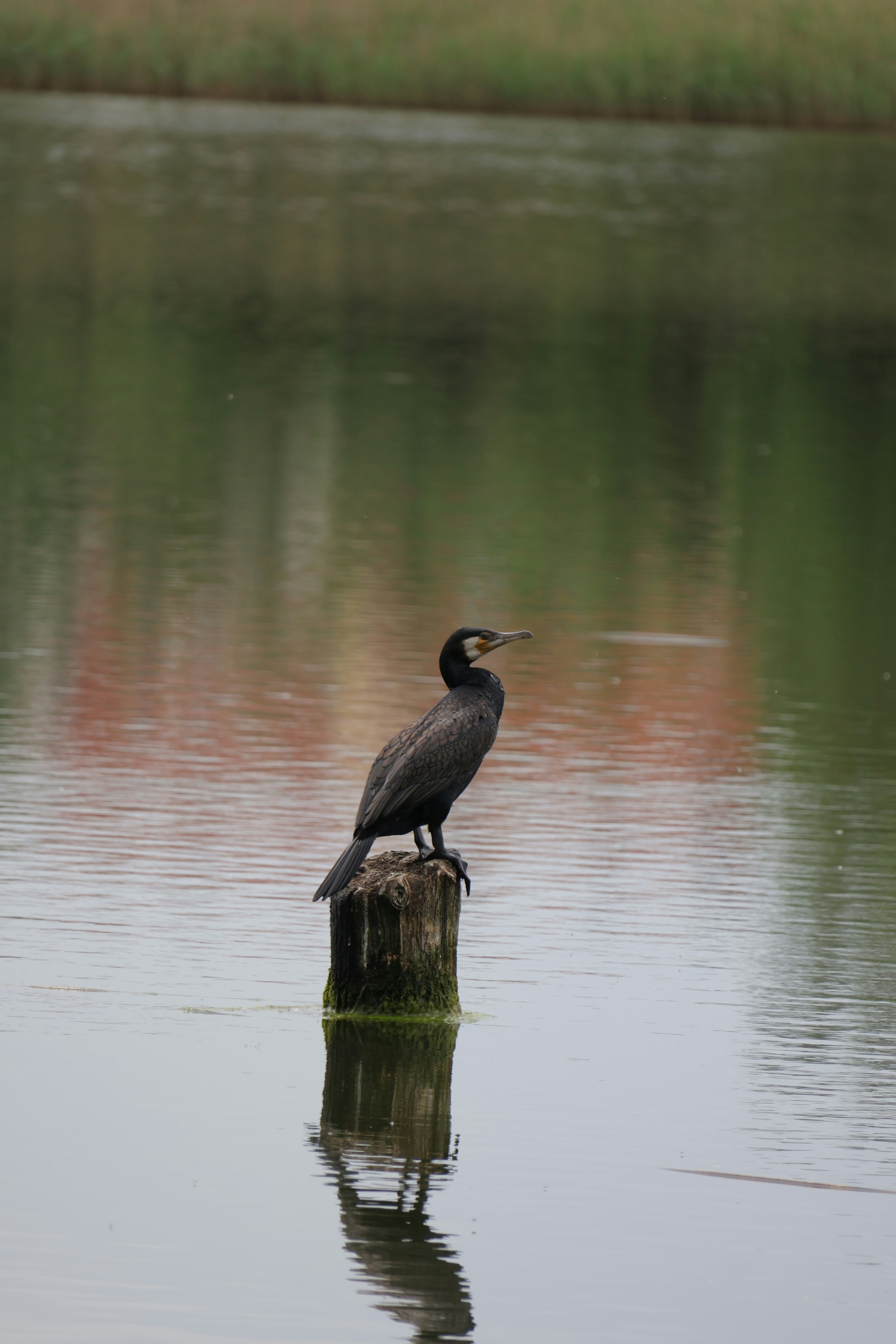 Heron on a Quiet Post: The Stillness of a Riverside Moment