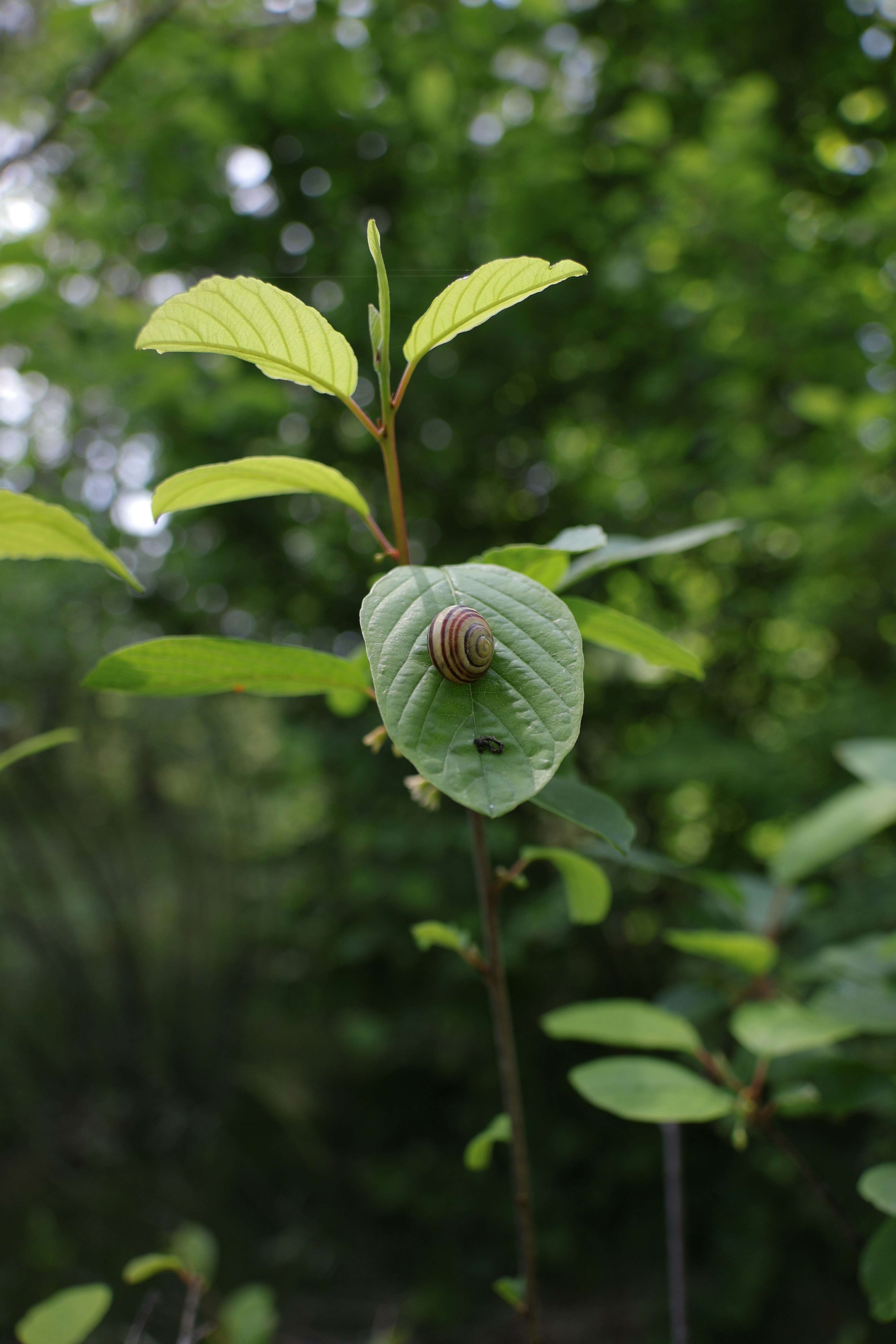 Sunlit snail on a green leaf: quiet vertical moment in the garden