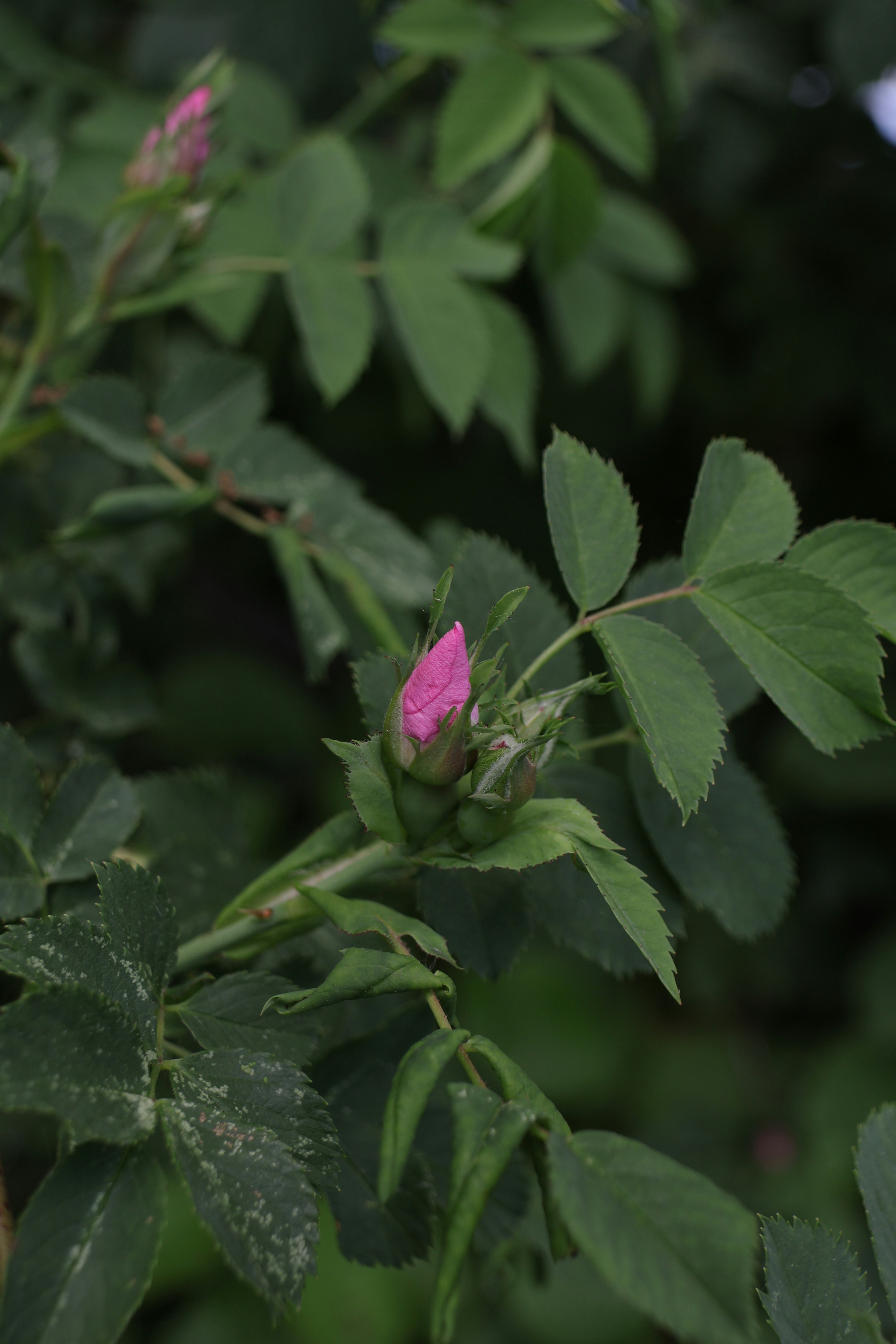 Pink Bud in Quiet Green: A Close-Up of Dormant Bloom