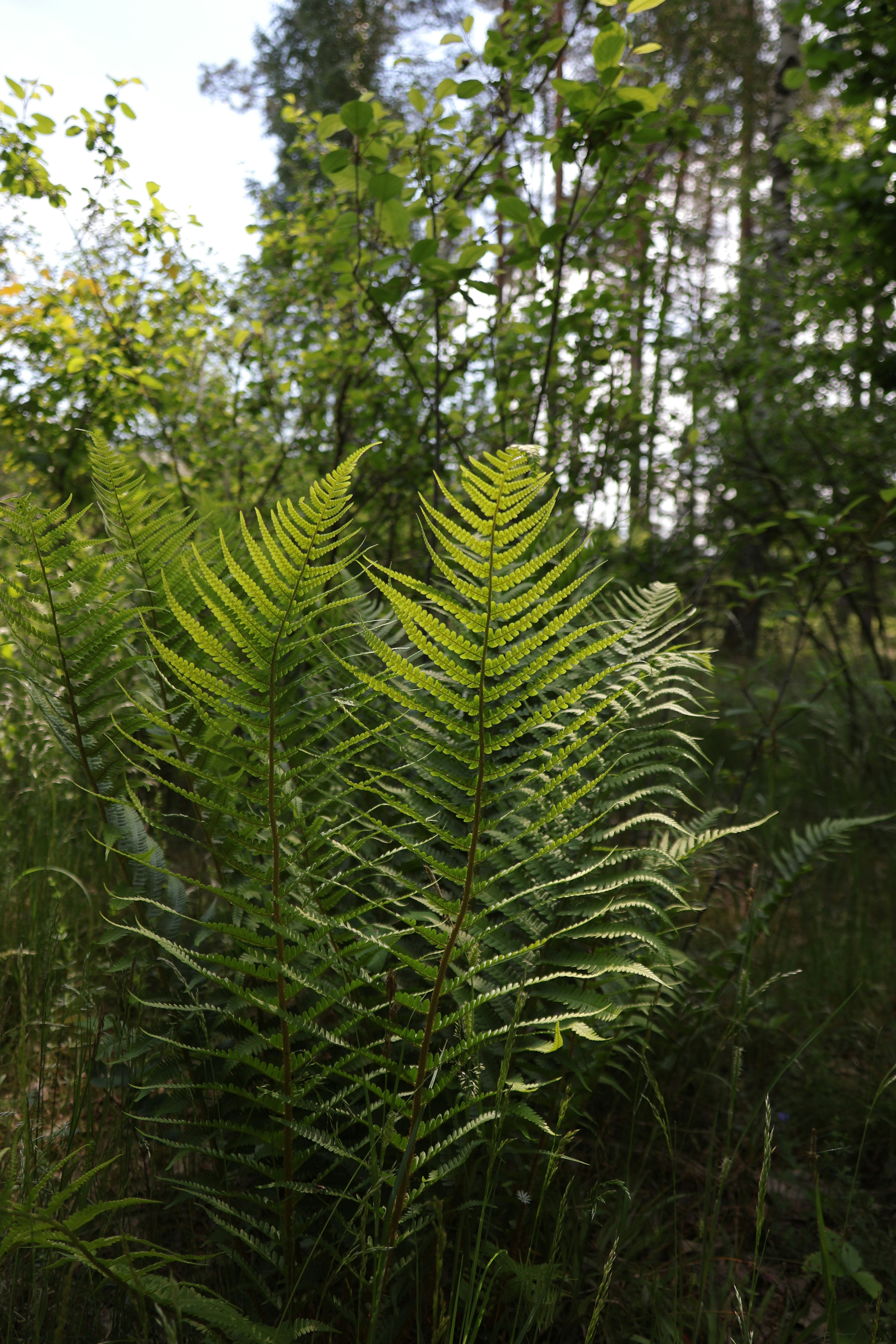 Emerald Arch of a Fern: Sunlit Fronds in a Forest Clearing