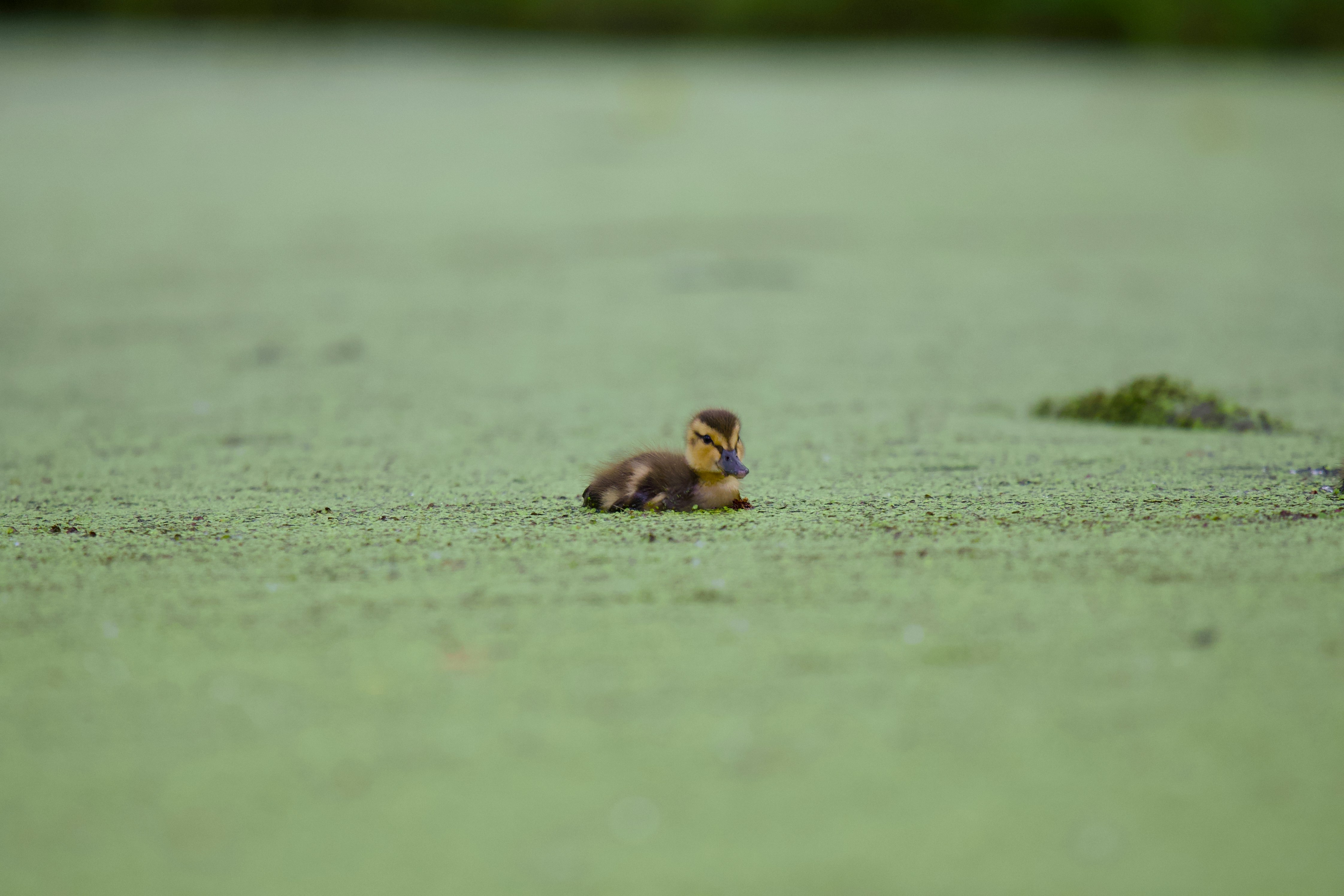 Lone Duckling Quietly Adrift in a Sea of Green Primer