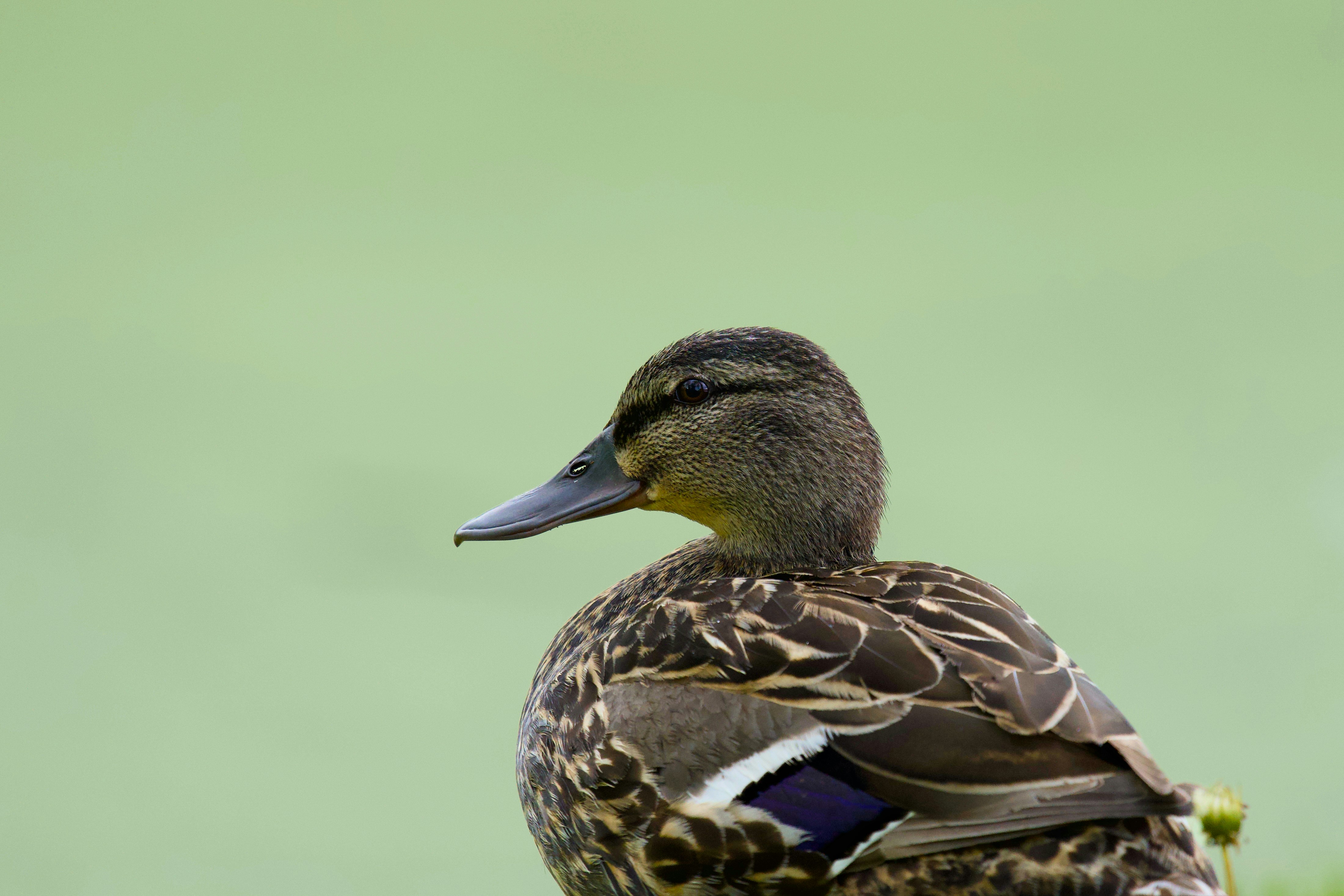 A Quiet Moment: Mallard Turned to the Light