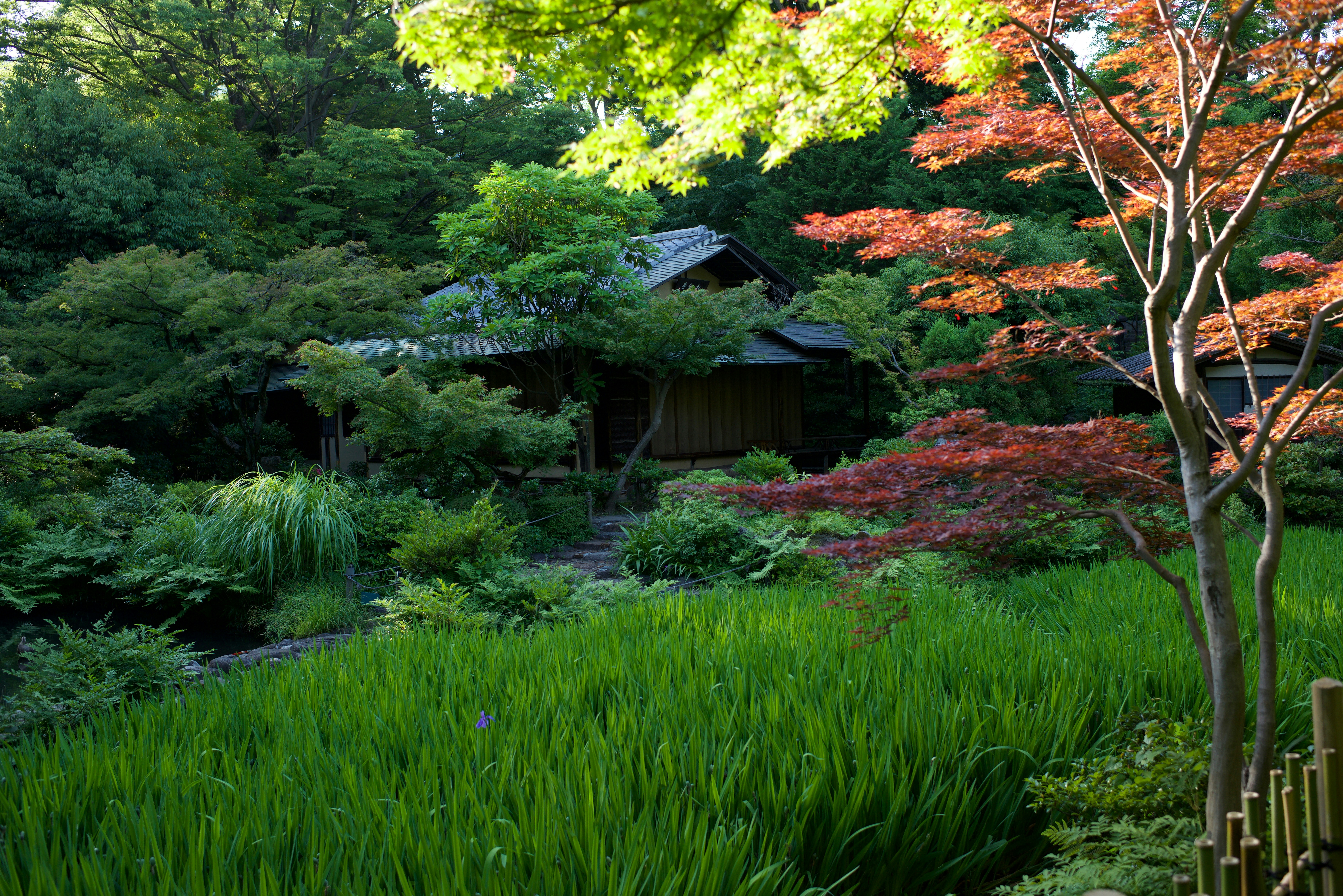 Tranquil Japanese Garden Pathway Framed by Lush Emerald Foliage