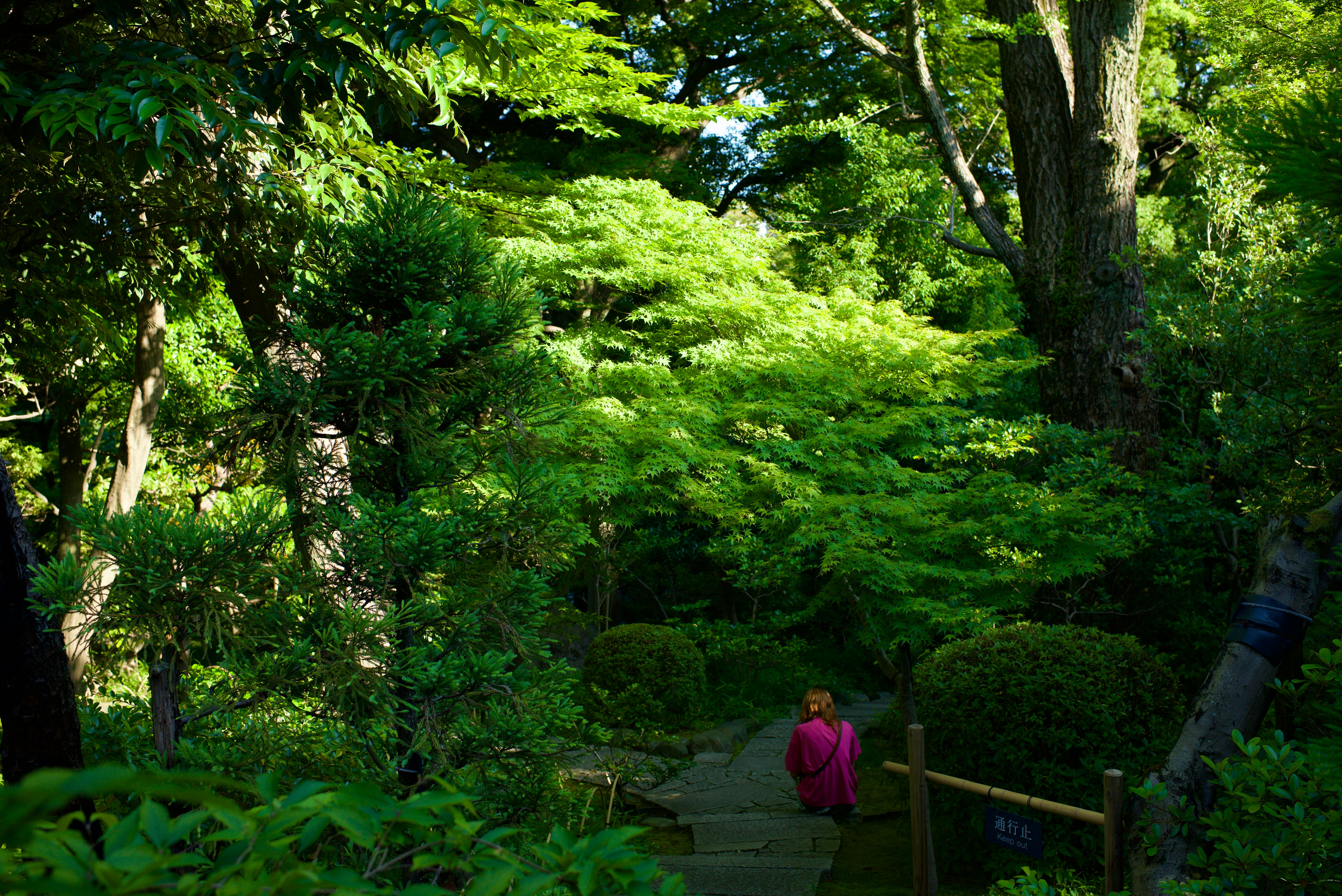 Sunlit Trail Through a Lush Garden