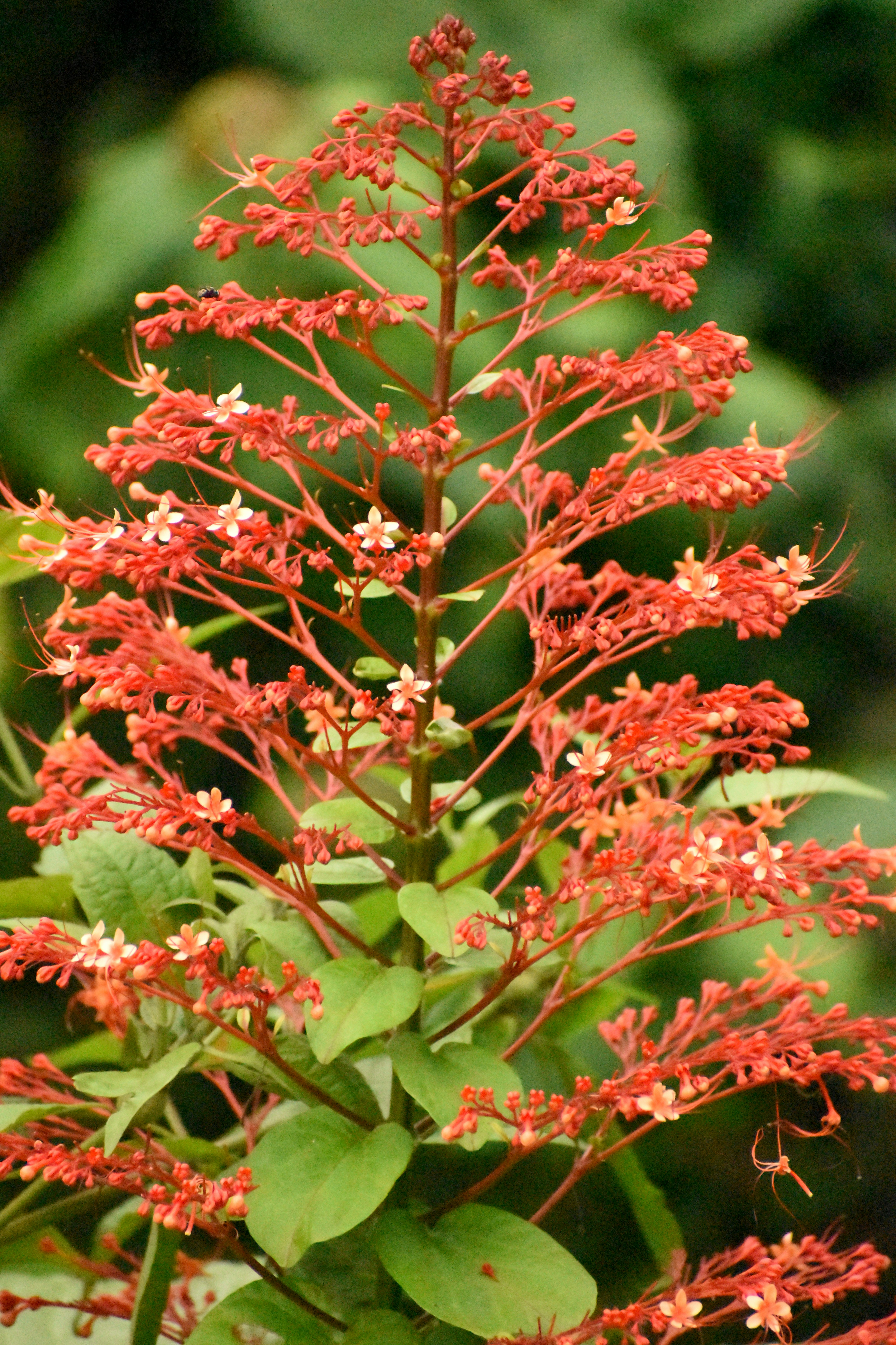 Crimson Aerie: a coral inflorescence rising through green foliage